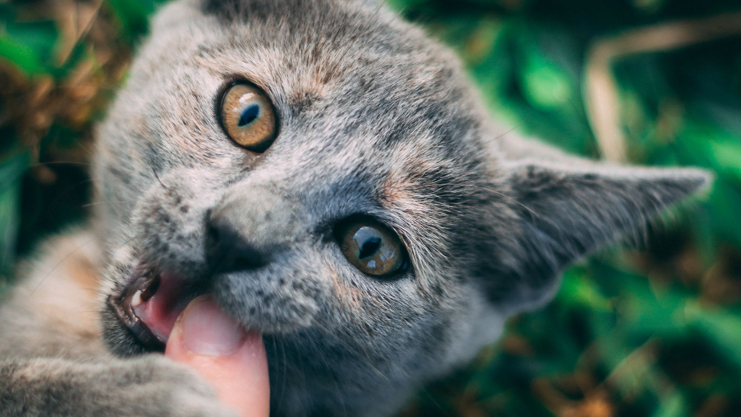 Download wallpaper 2560x1440 cat, pet, hand widescreen 16:9 hd background