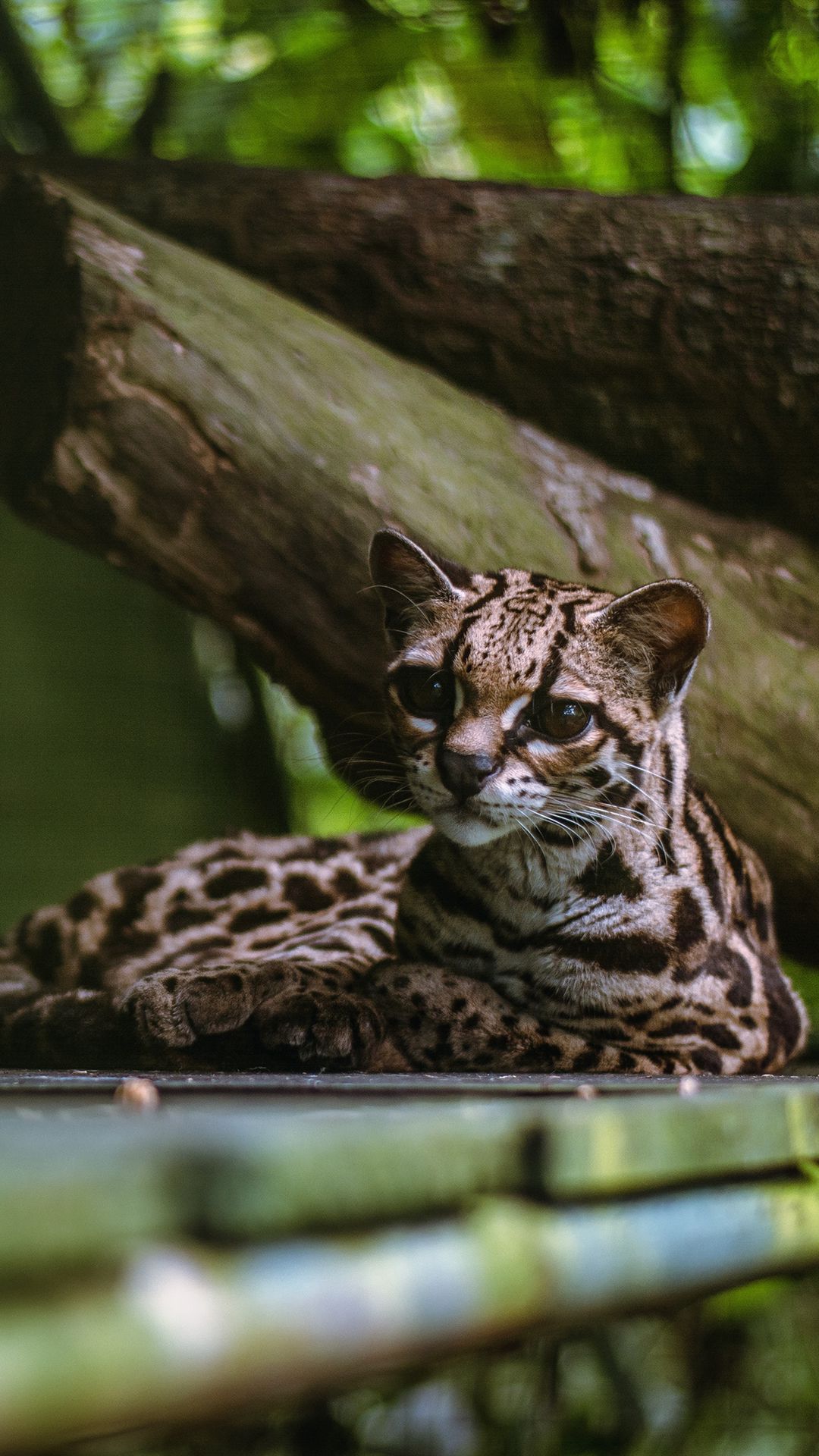 Download wallpaper 1080x1920 cat, predator, big cat, margay samsung ...