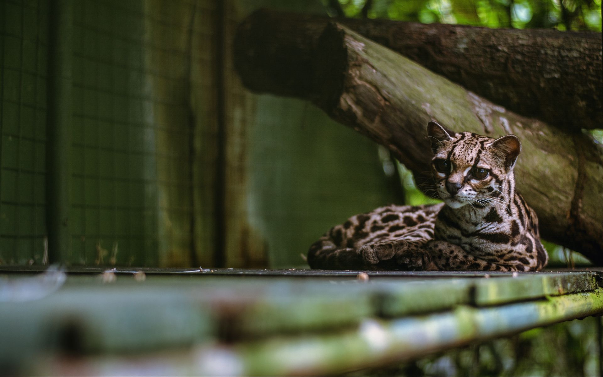 Download wallpaper 1920x1200 cat, predator, big cat, margay widescreen ...