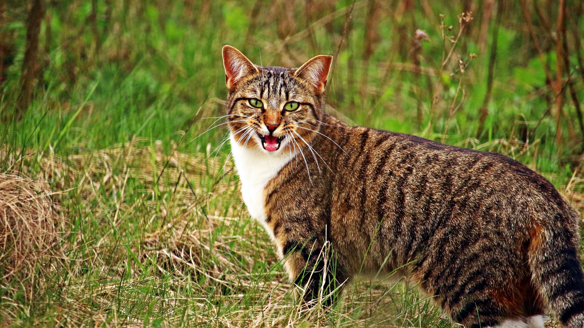 Download wallpaper 1920x1080 cat, scream, grass full hd, hdtv, fhd ...