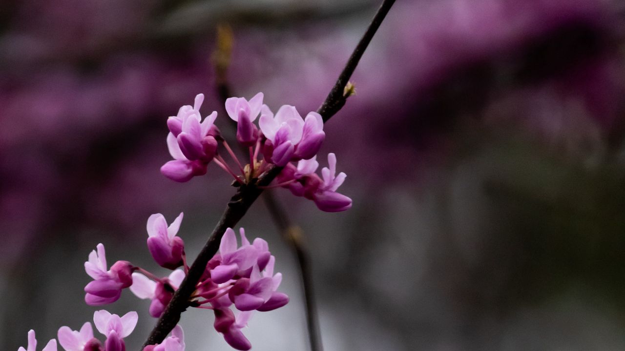 Wallpaper cercis, flowers, branches, tree, purple hd, picture, image