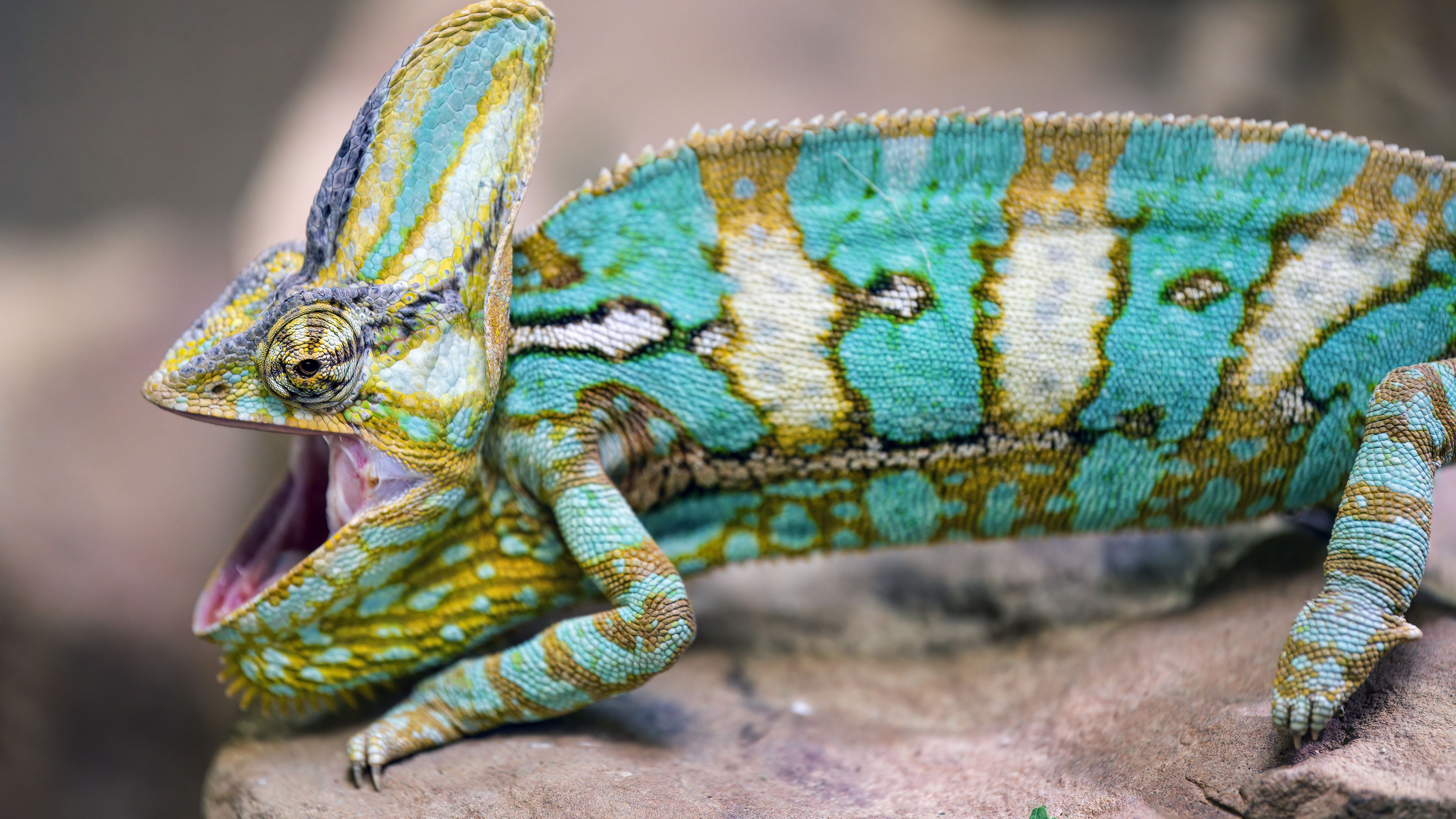 Download wallpaper 3840x2160 chameleon, lizard, reptile, pattern ...