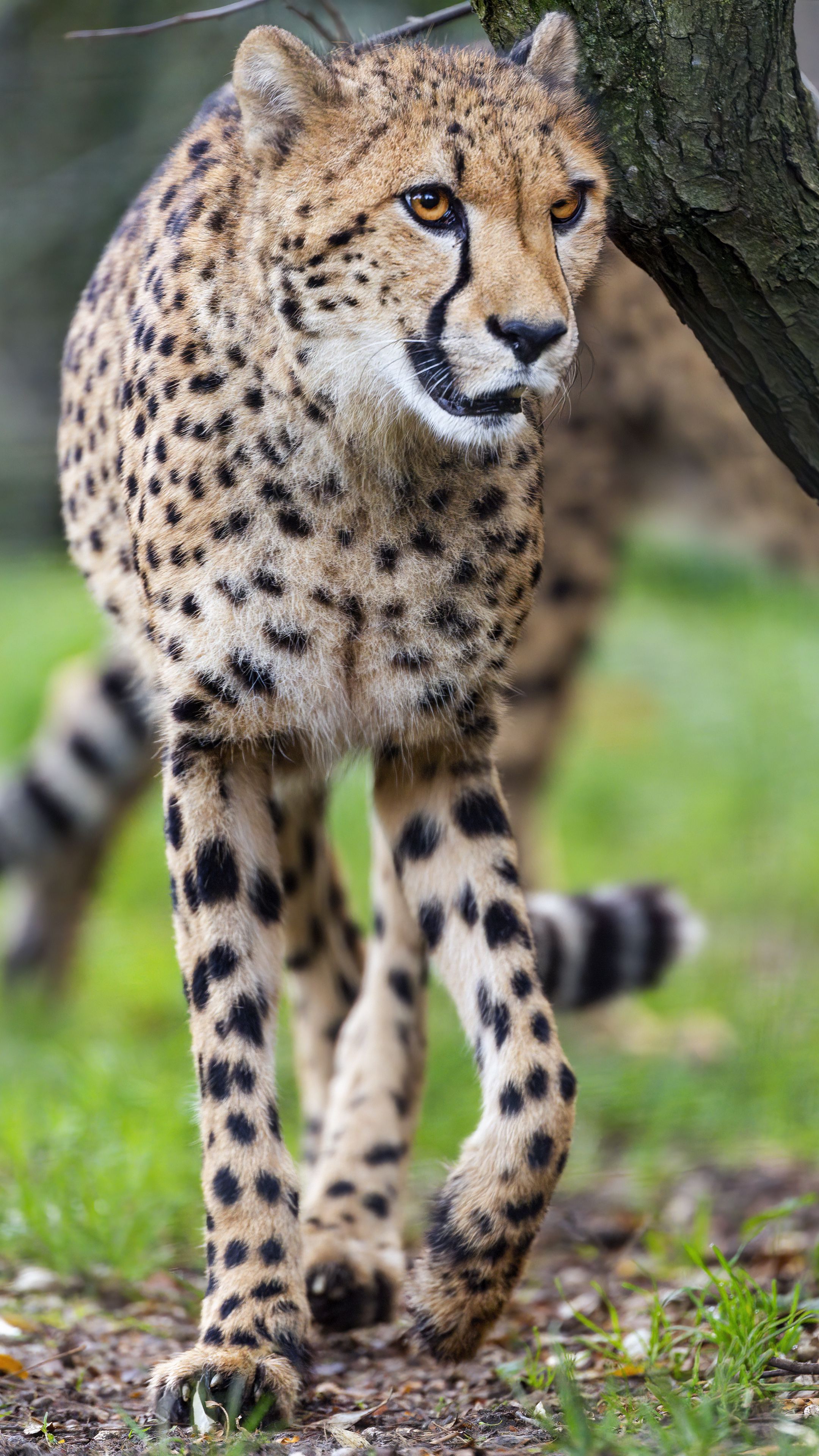 Download wallpaper 2160x3840 cheetah, big cat, predator, animal, motion ...