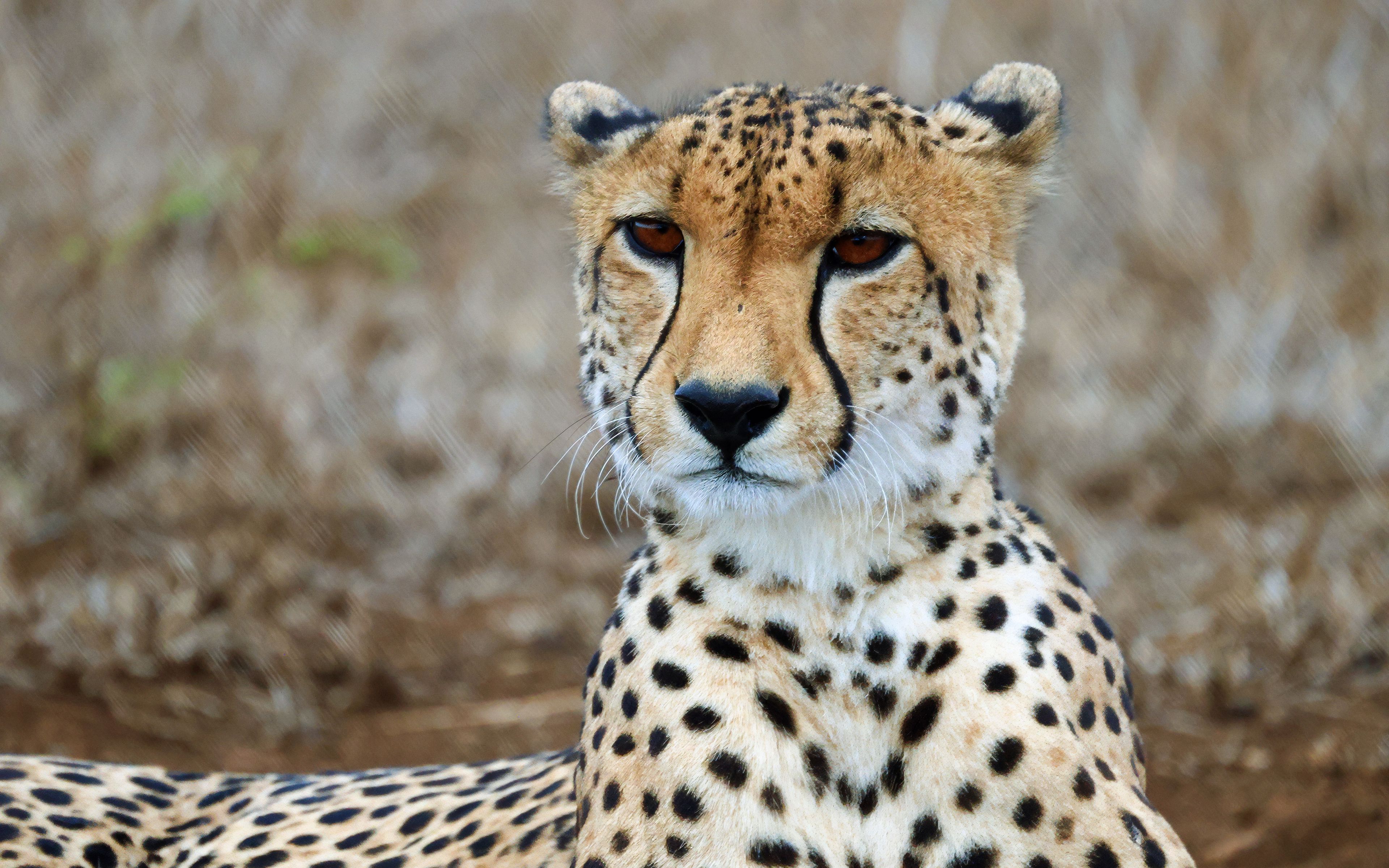 Download wallpaper 3840x2400 cheetah, predator, wildlife, animal, big ...