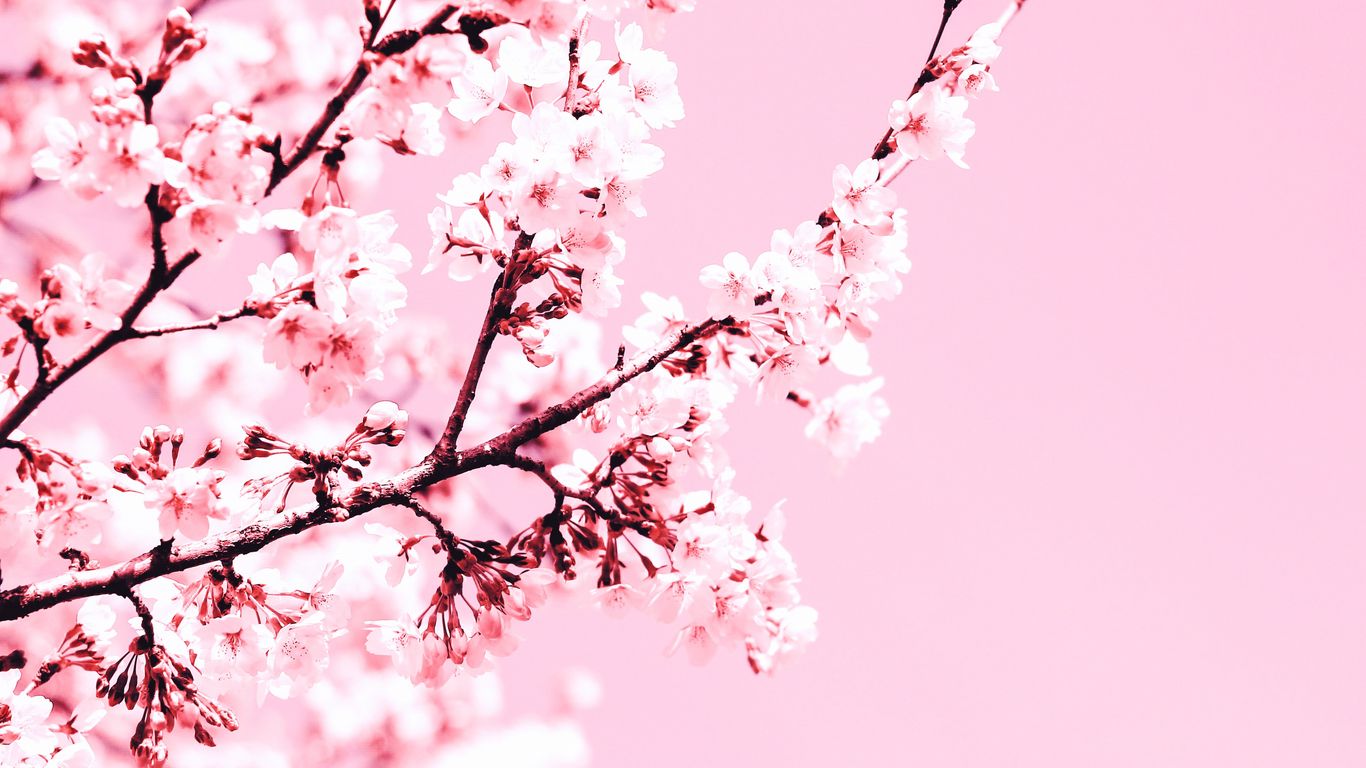 Download wallpaper 1366x768 cherry blossom, flowers, branch, pink ...