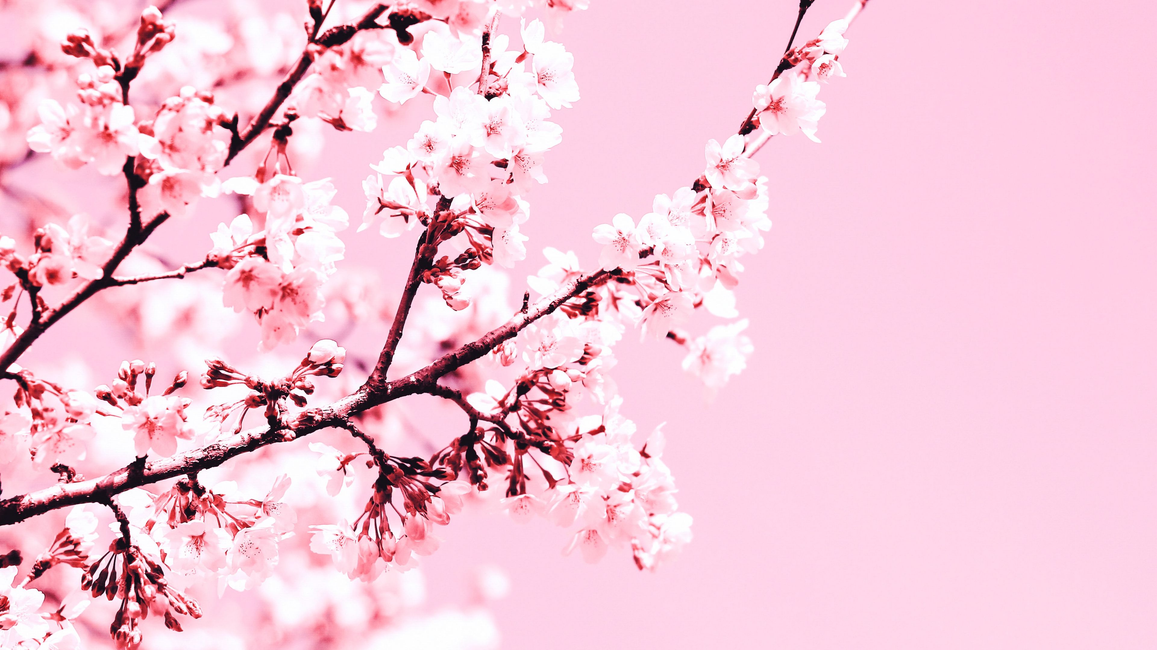 Cherry Blossom Wallpaper 4k Cherry Blossom Wallpaper 4k