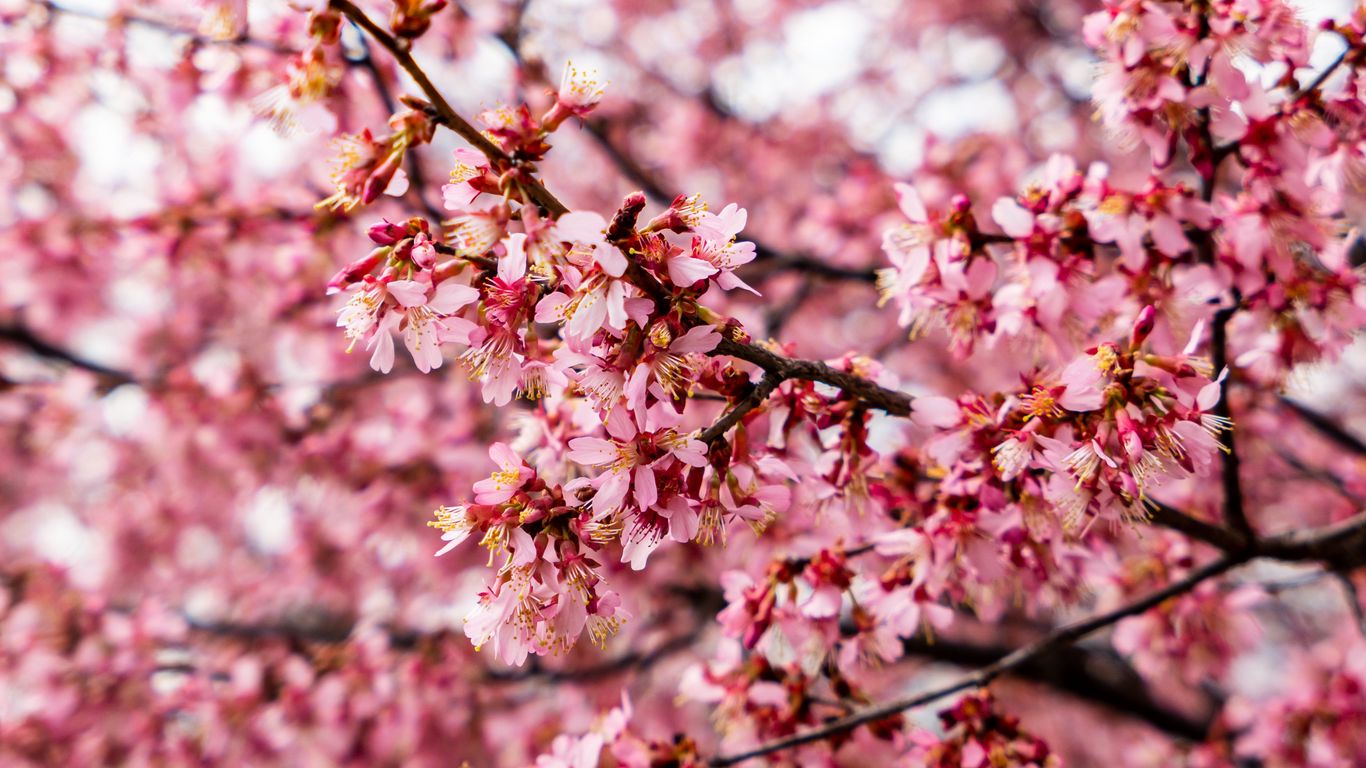 Download wallpaper 1366x768 cherry tree, flowers, petals, branch, pink ...