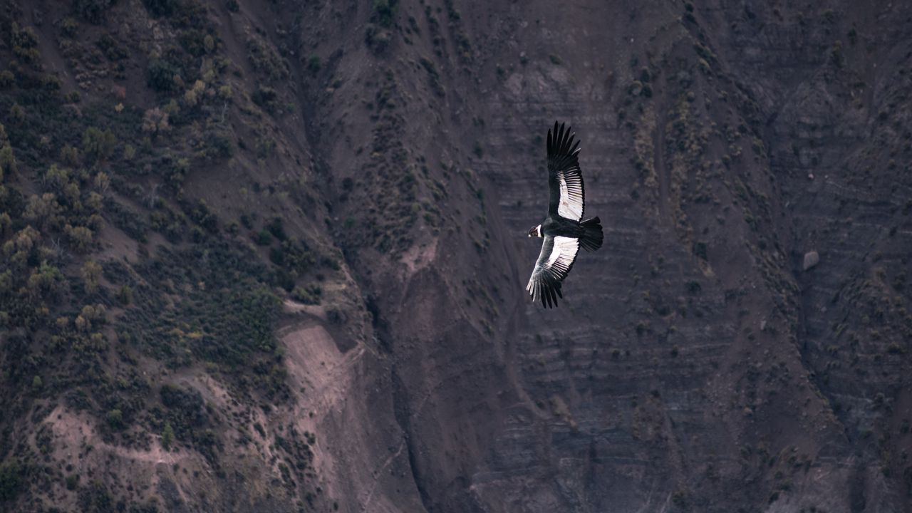 Wallpaper chilean condor, condor, bird, predator, wings hd, picture, image