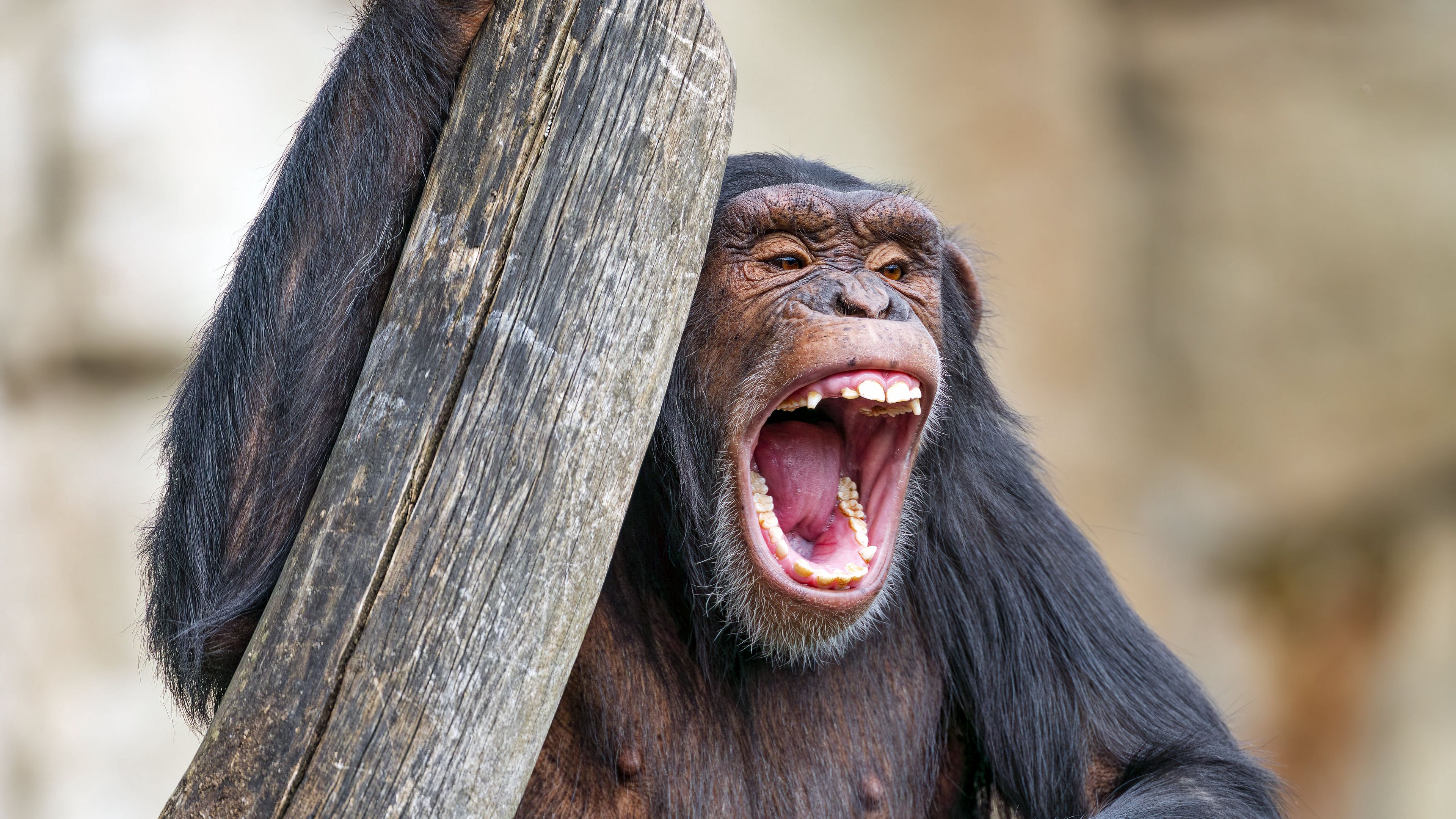Download wallpaper 3840x2160 chimpanzee, monkey, animal, branch, nature ...
