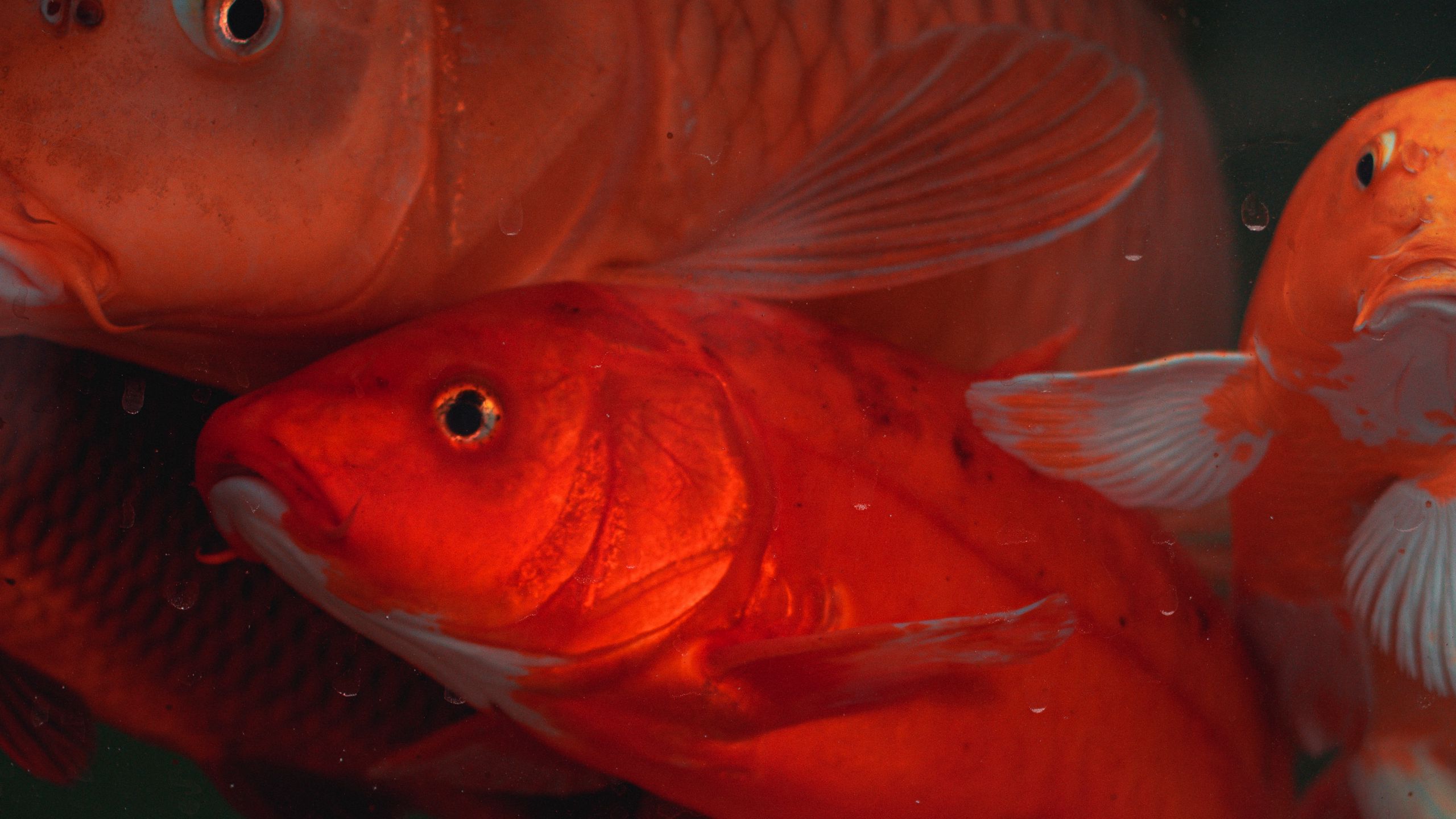 Download wallpaper 2560x1440 chinese carp, carp, fish, water, scales ...