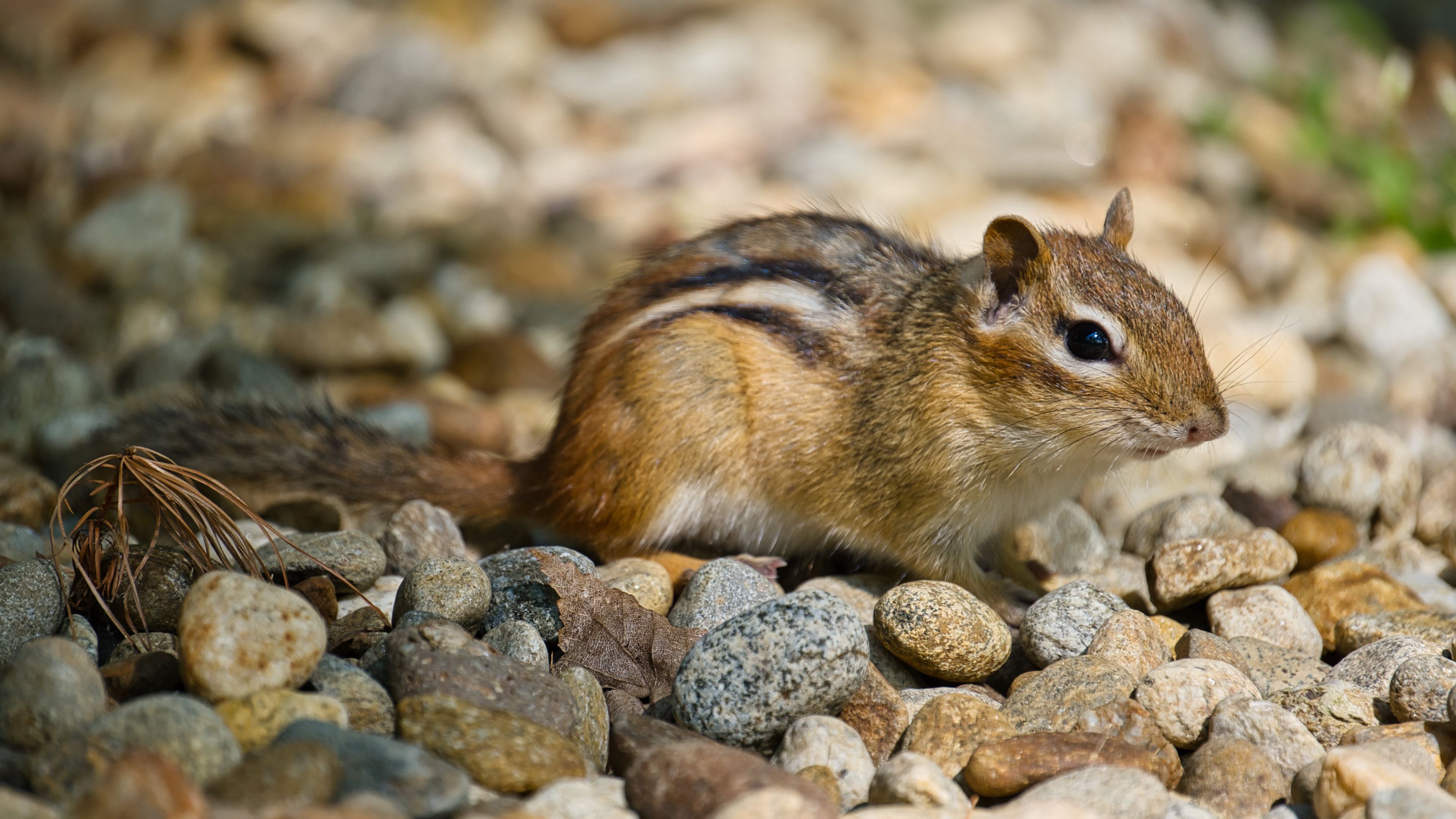 Download wallpaper 3840x2160 chipmunk, rodent, animal, small 4k uhd 16: ...