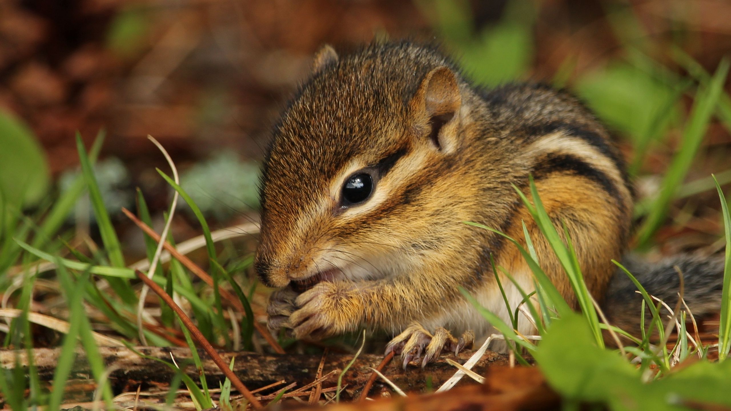Download wallpaper 2560x1440 chipmunk, rodent, grass, food widescreen ...