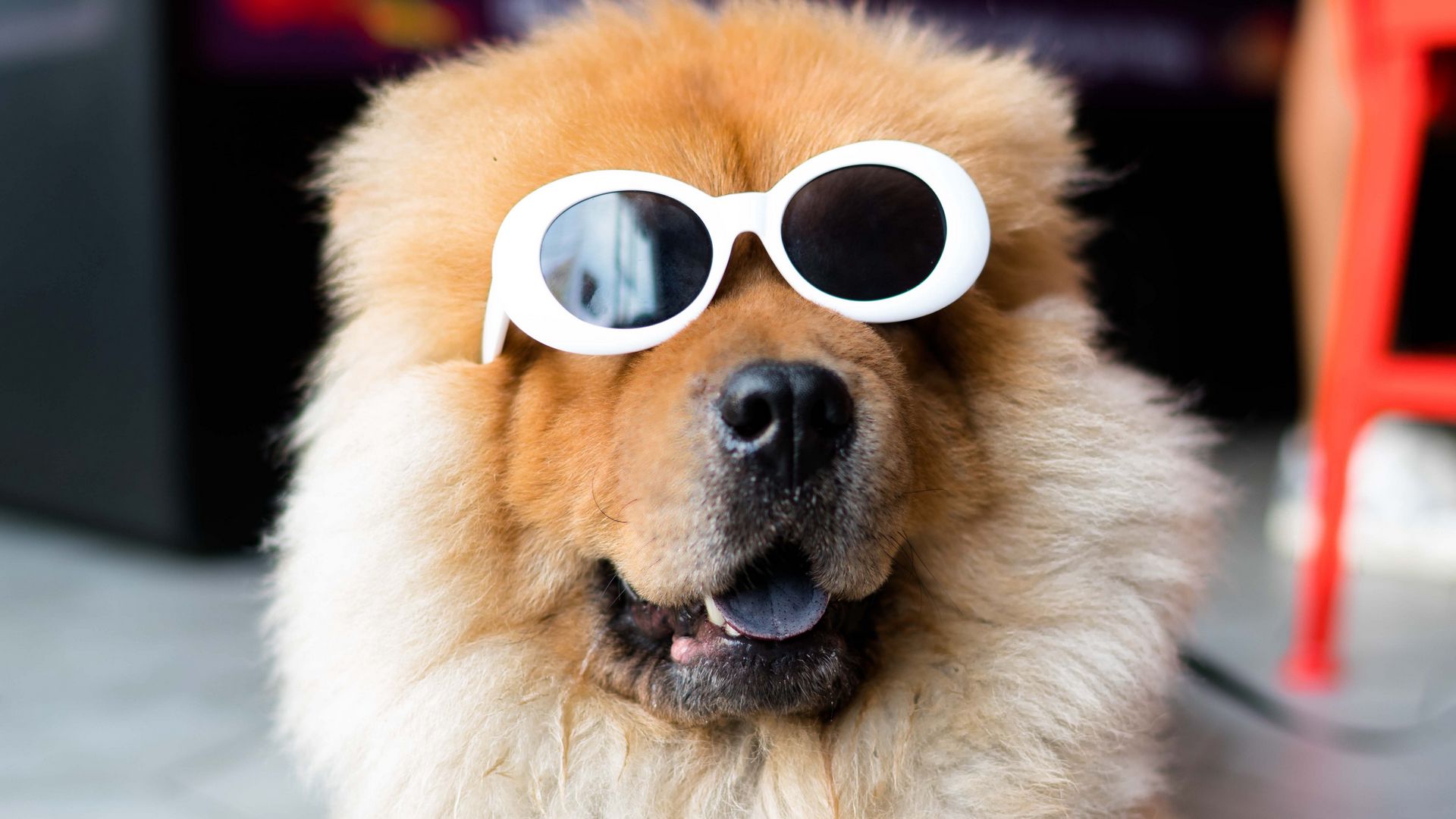 Download wallpaper 1920x1080 chow-chow, dog, muzzle, glasses, cool full ...