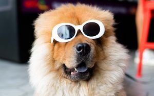 Chow-chow 4k ultra hd 16:10 wallpapers hd, desktop backgrounds ...