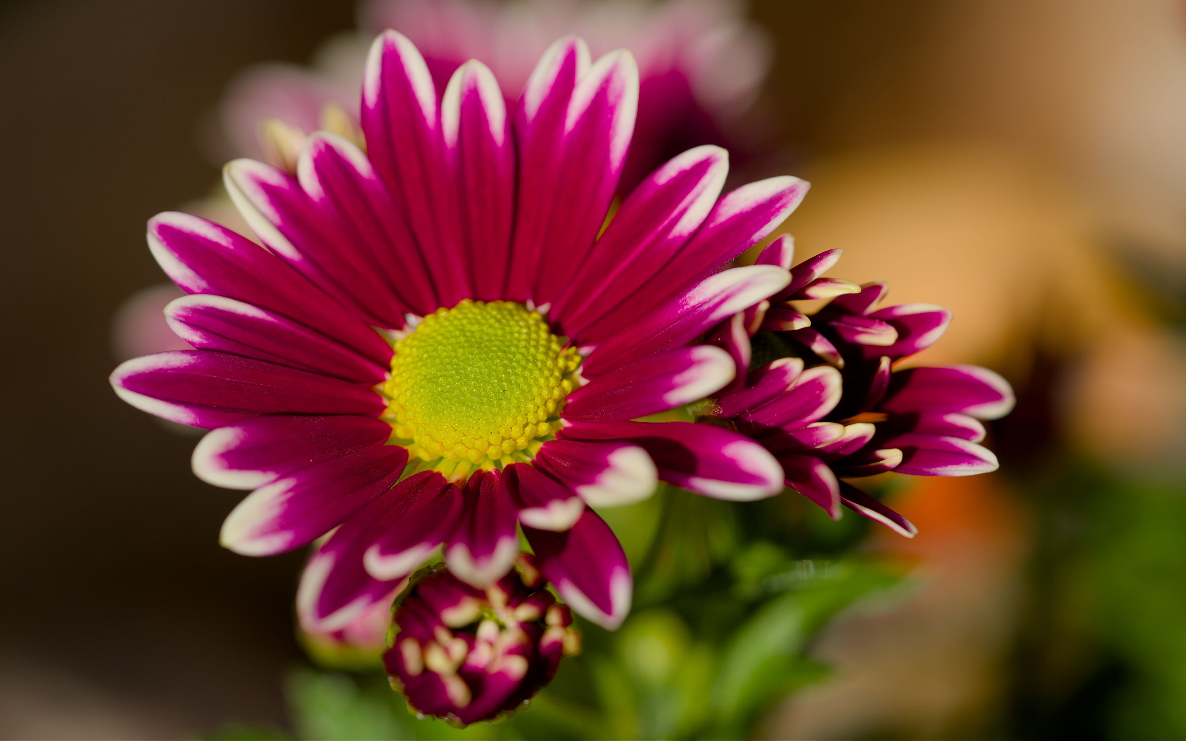 Download wallpaper 3840x2400 chrysanthemum, macro, flower, petals ...