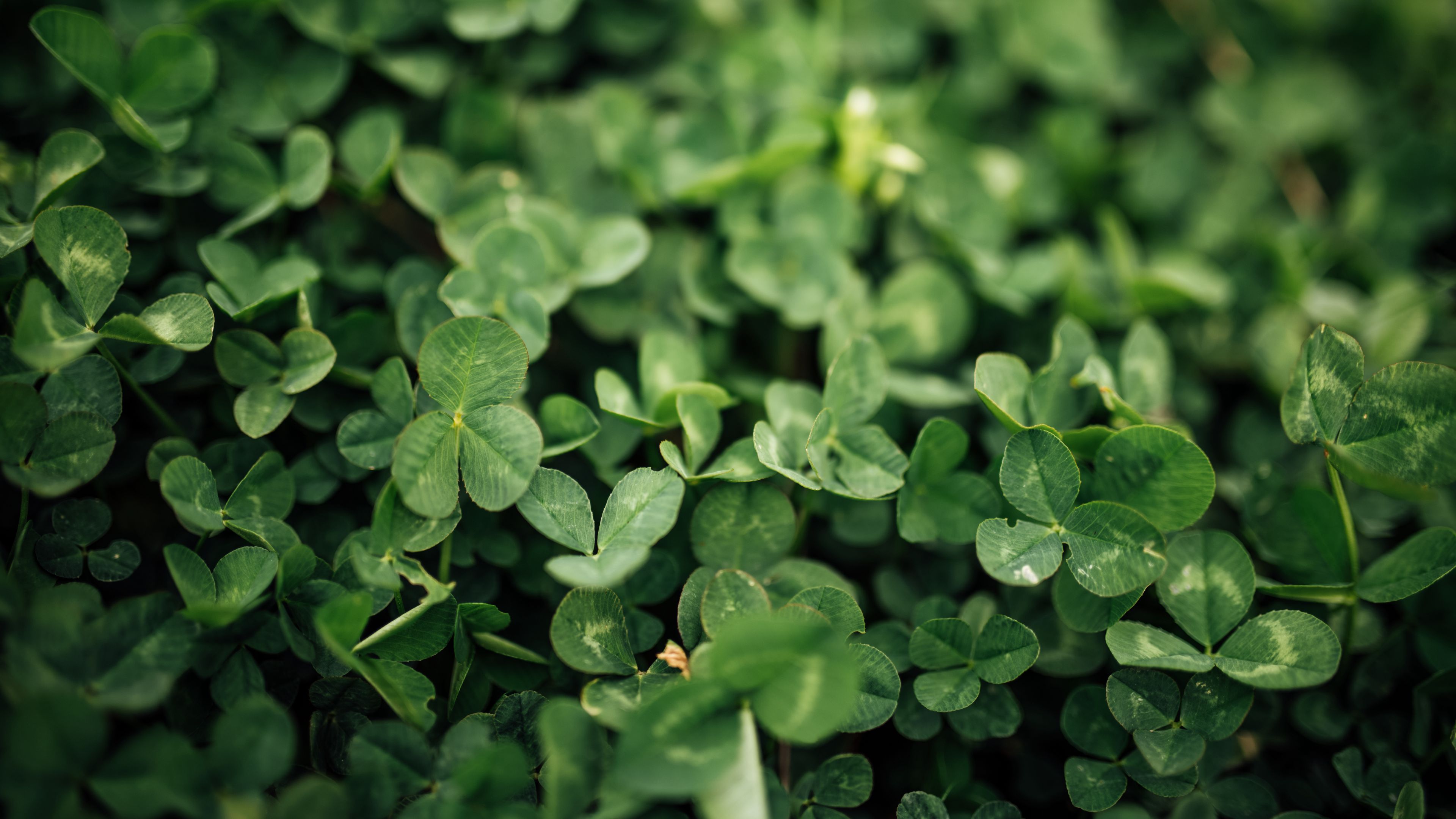 Download wallpaper 3840x2160 clover, leaves, green, macro 4k uhd 16:9 ...