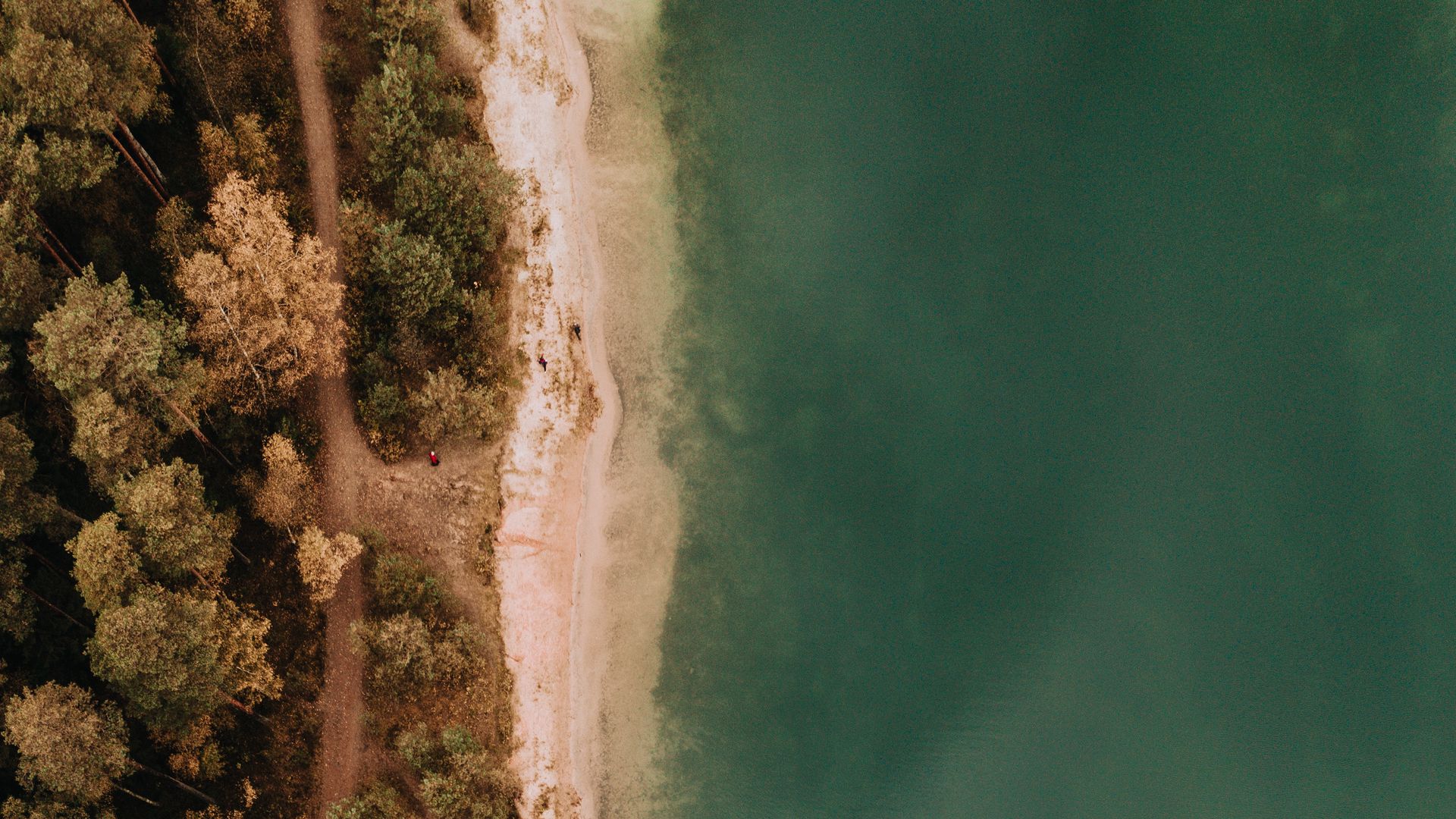 Download wallpaper 1920x1080 coast, forest, sea, aerial view, trees ...