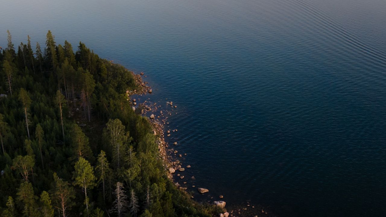 Wallpaper coast, forest, trees, water, aerial view hd, picture, image