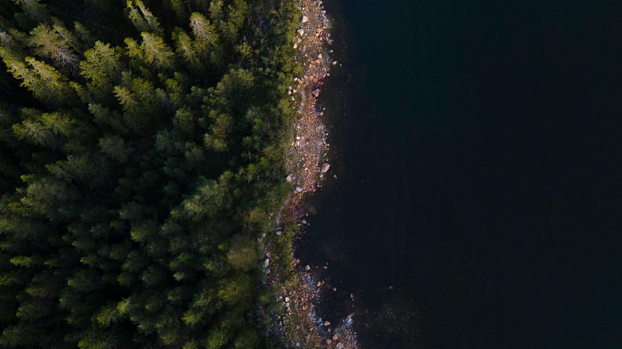 Wallpaper coast, trees, forest, aerial view hd, picture, image