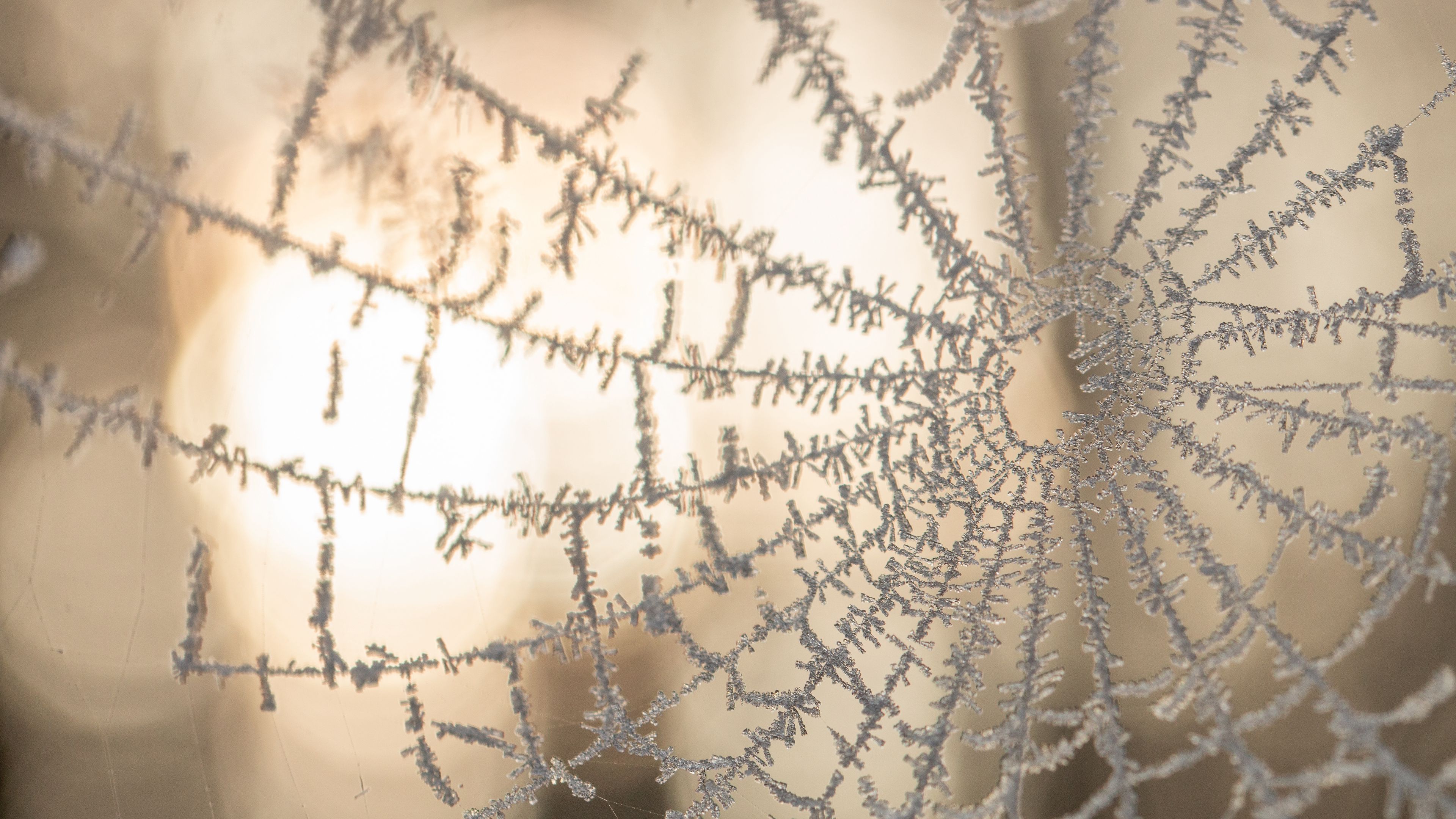 Download wallpaper 3840x2160 cobweb, macro, frost, blur 4k uhd 16:9 hd background