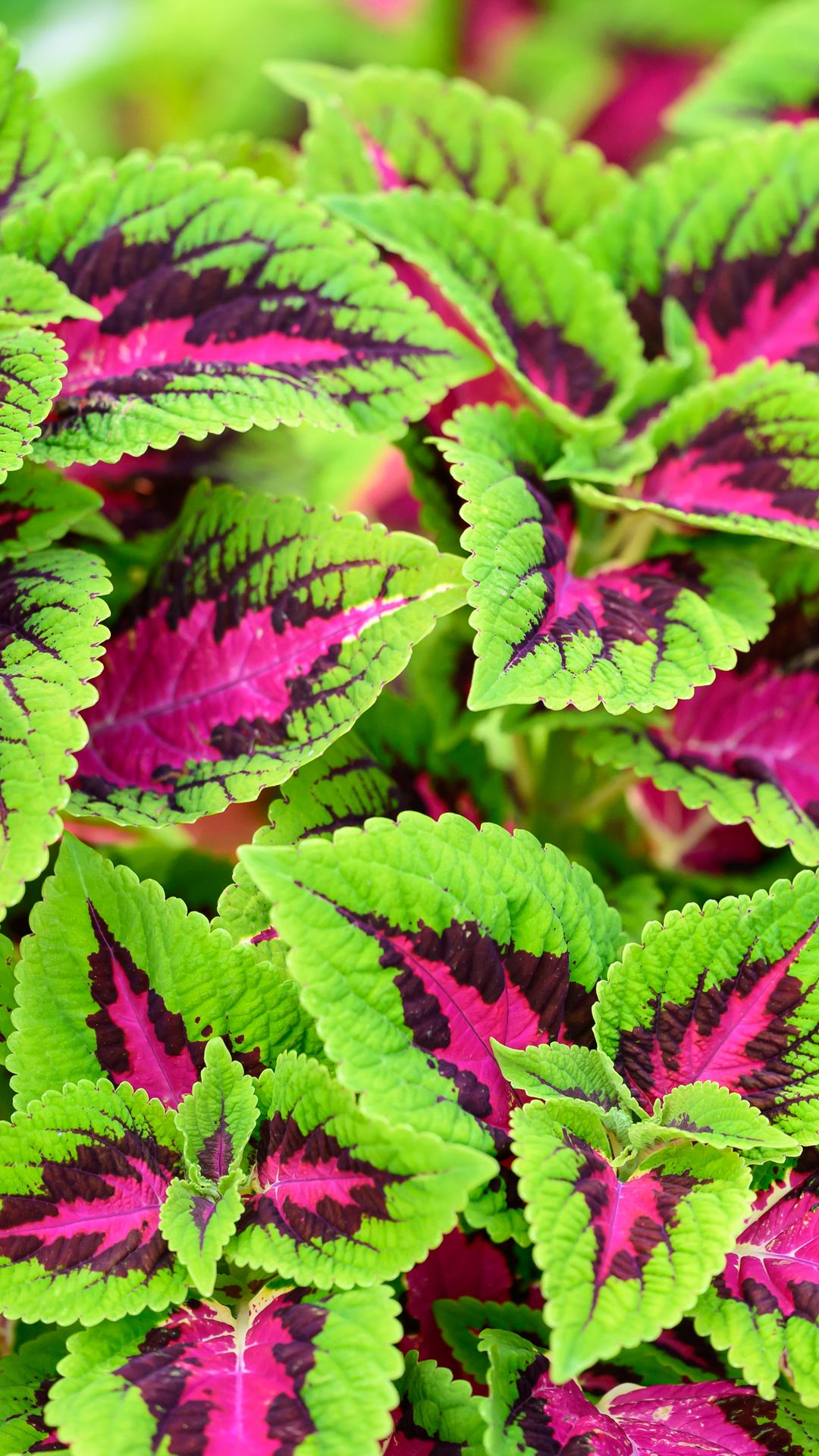 Download wallpaper 1080x1920 coleus, plant, leaves, bush samsung galaxy ...