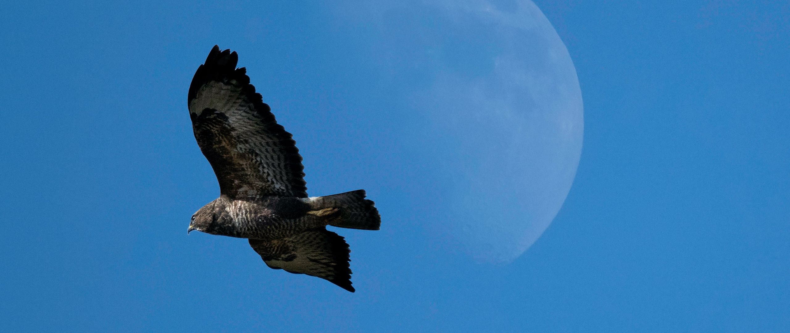 Download wallpaper 2560x1080 common buzzard, bird, moon, sky dual wide ...