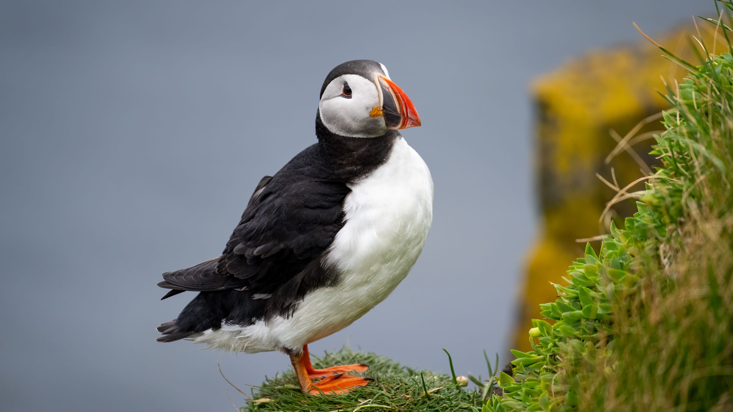 Download wallpaper 2560x1440 common puffin, bird, beak, wildlife ...