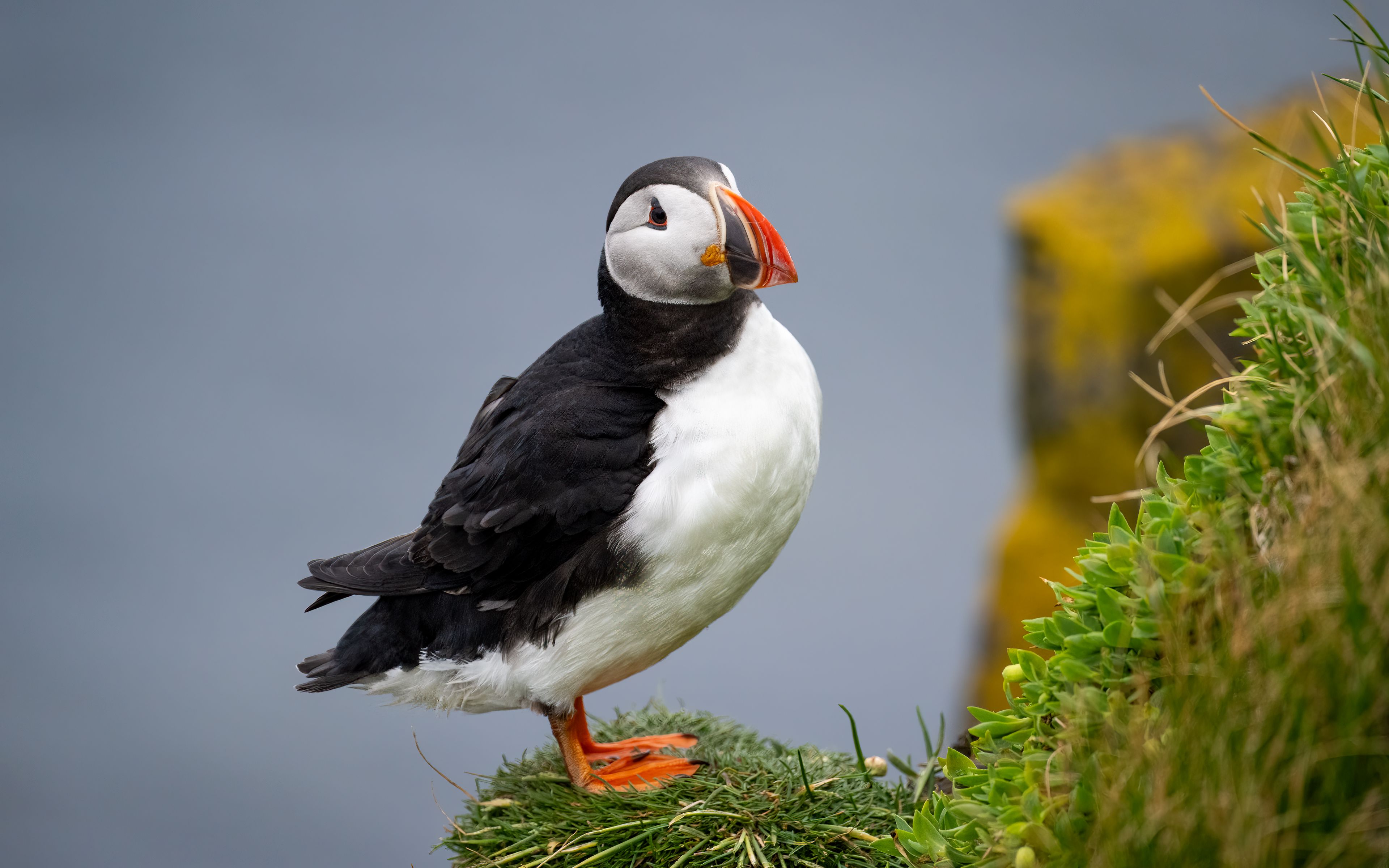 Download wallpaper 3840x2400 common puffin, bird, beak, wildlife 4k ...