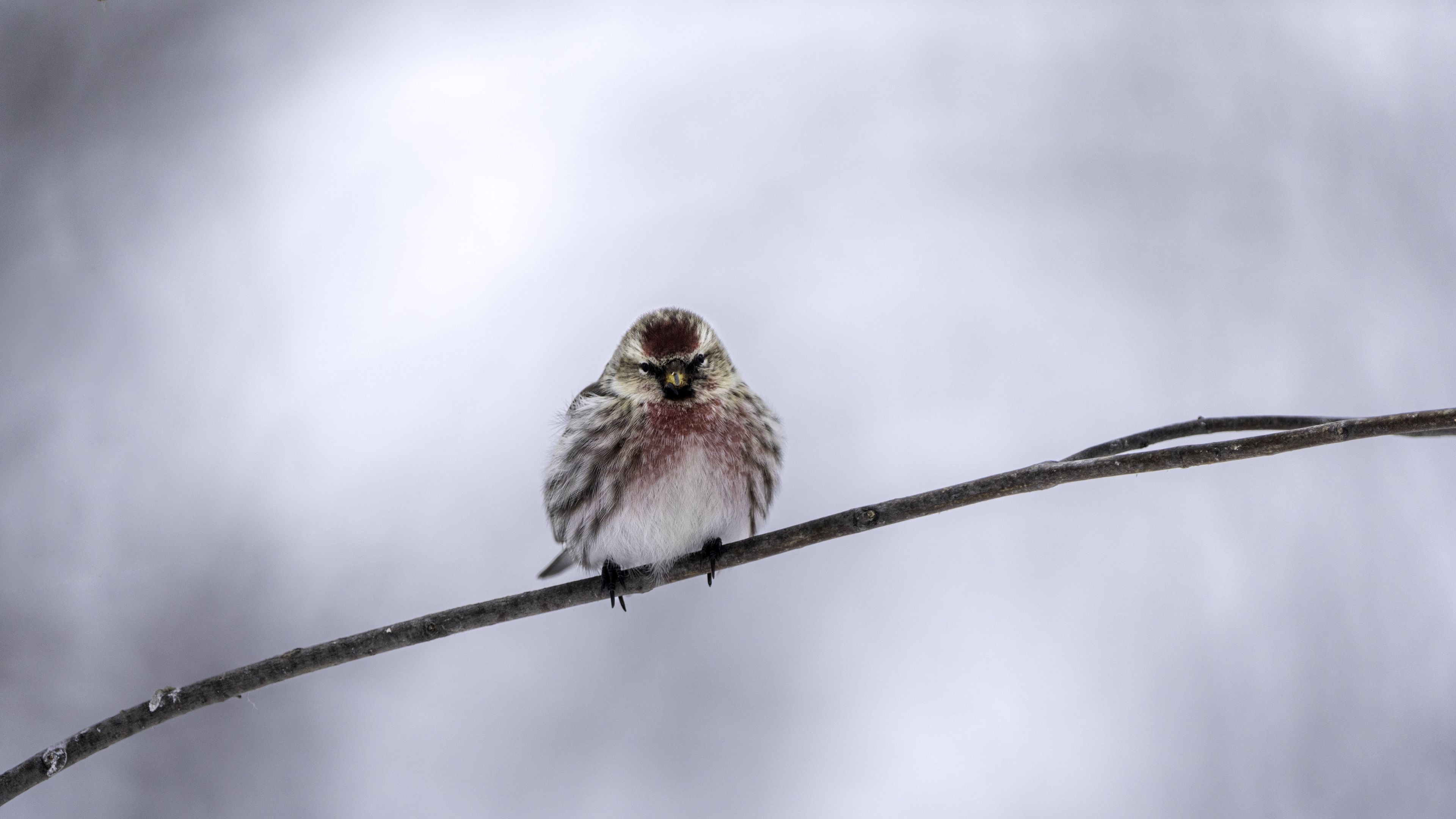 Download wallpaper 3840x2160 common redpoll, bird, branch, winter 4k ...