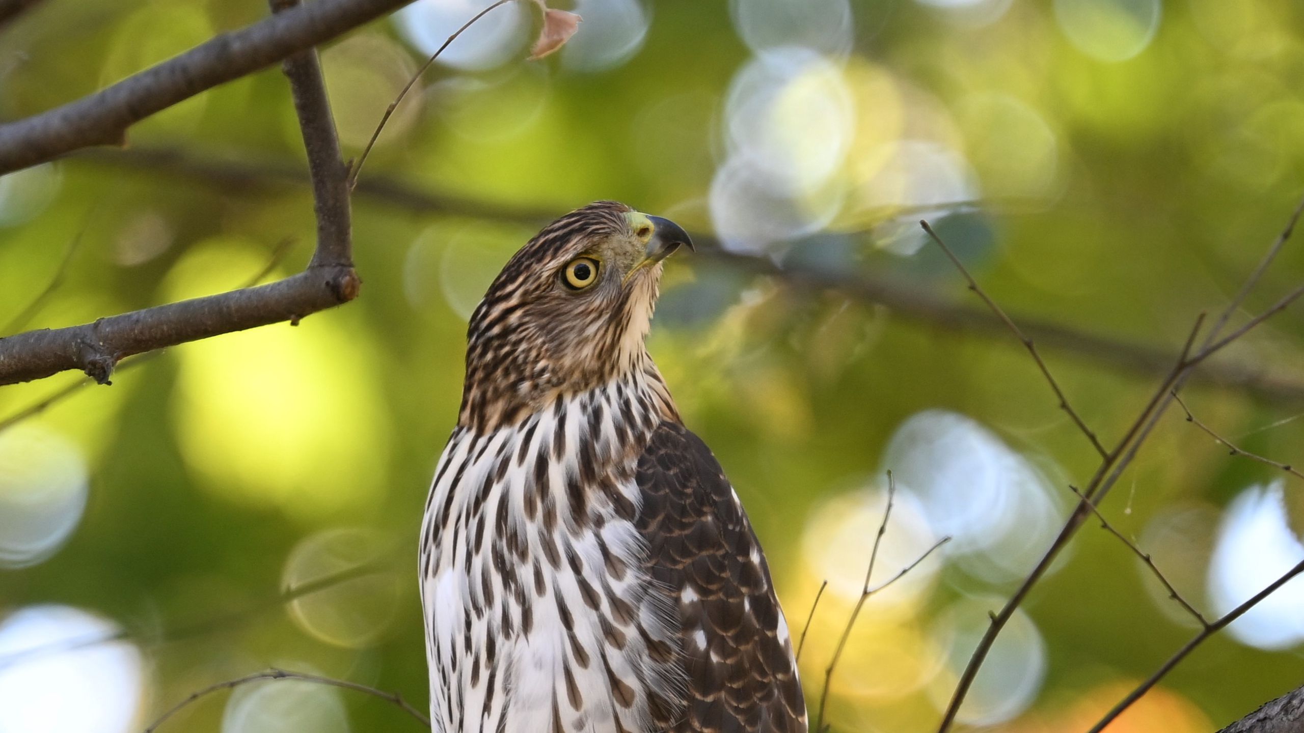 Download wallpaper 2560x1440 coopers hawk, hawk, bird, branch, tree ...