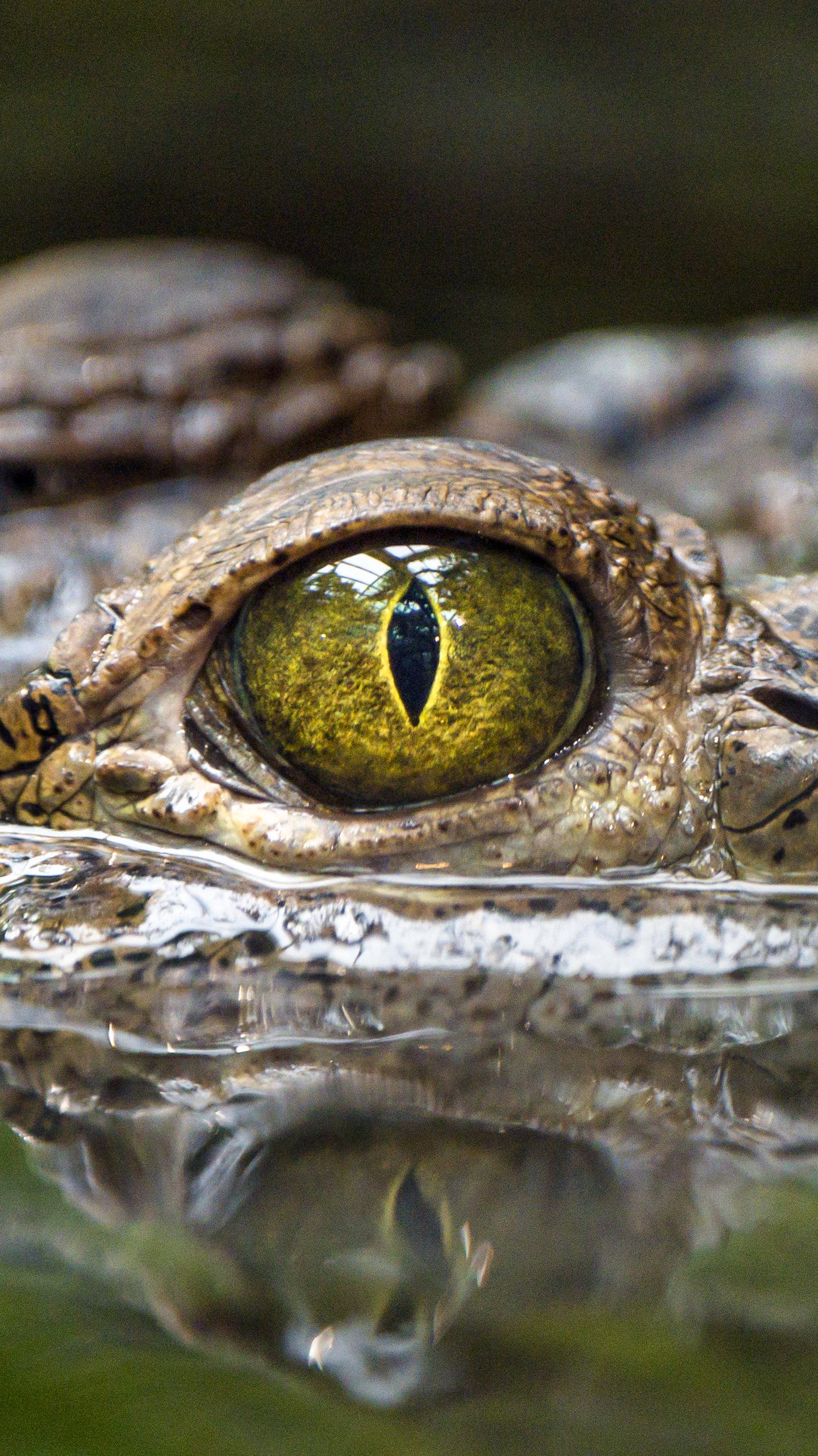 Download wallpaper 1440x2560 crocodile, eye, predator, reptiles, water ...