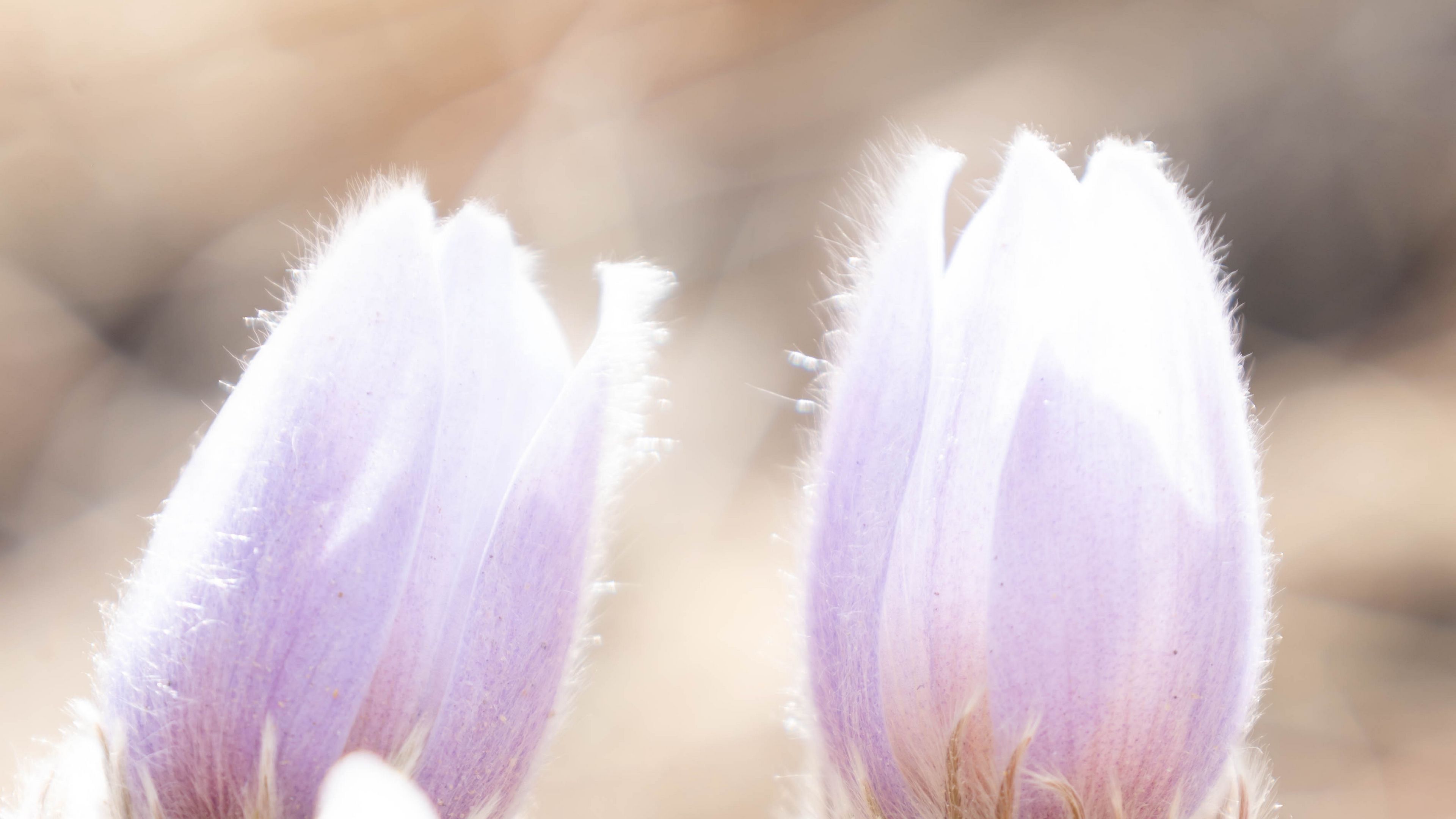 Download wallpaper 3840x2160 crocuses, flowers, light, macro, spring 4k ...