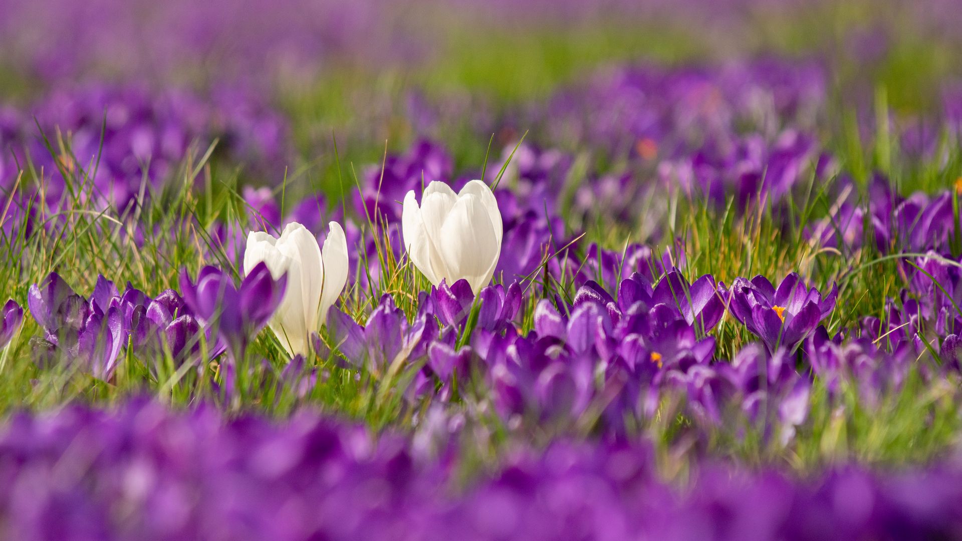 Download wallpaper 1920x1080 crocuses, flowers, petals, blur full hd ...