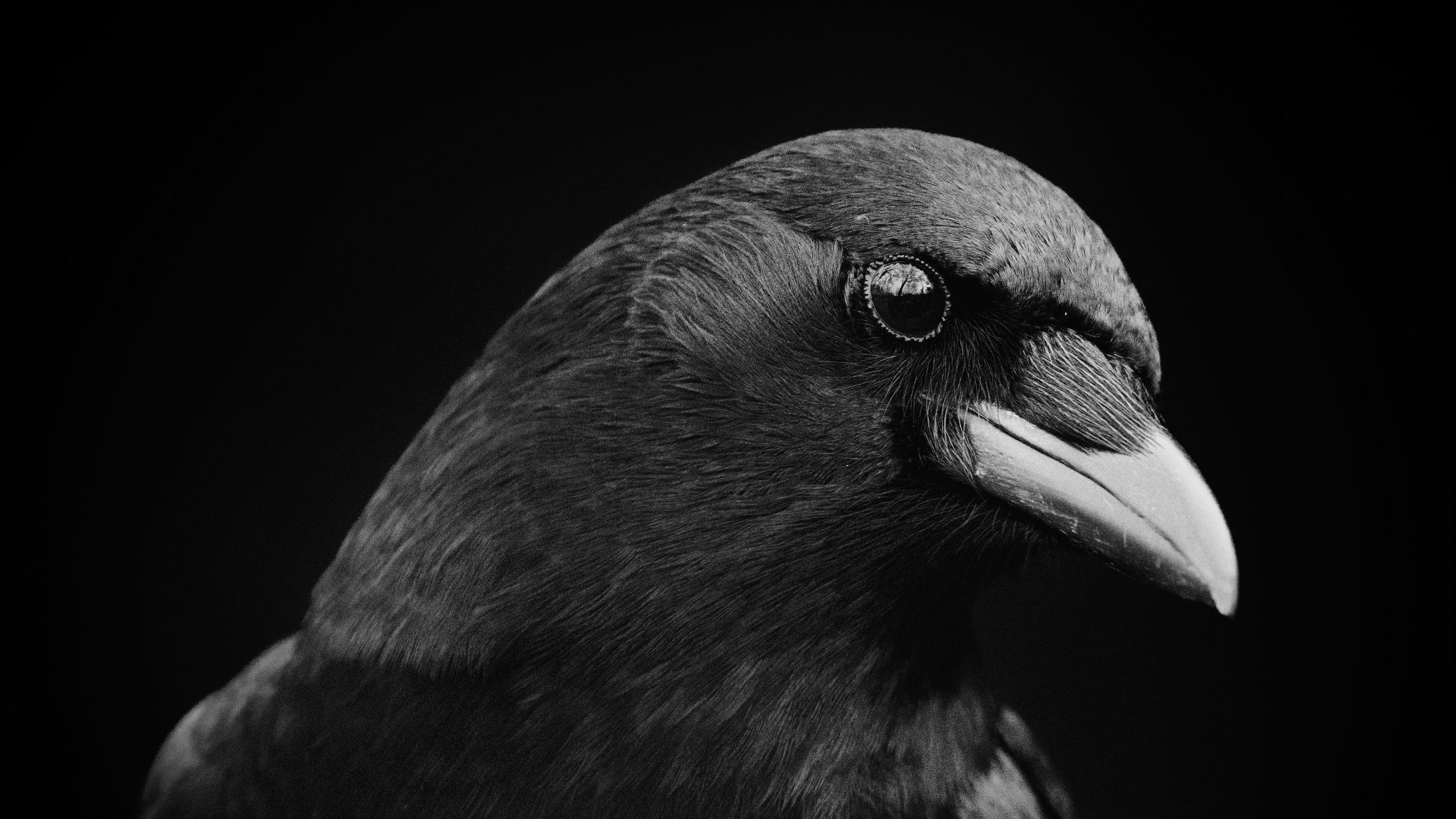 Download wallpaper 2560x1440 crow, bird, beak, black widescreen 16:9 hd ...