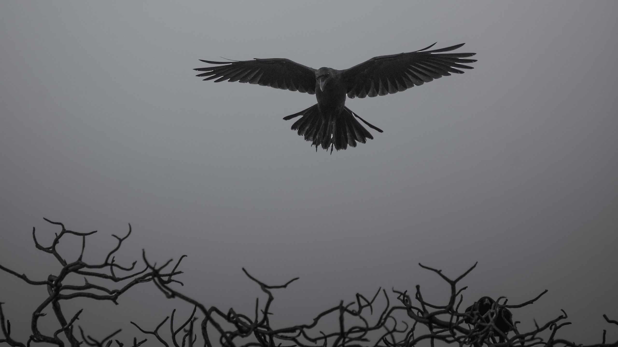 Crows Flying Wallpaper