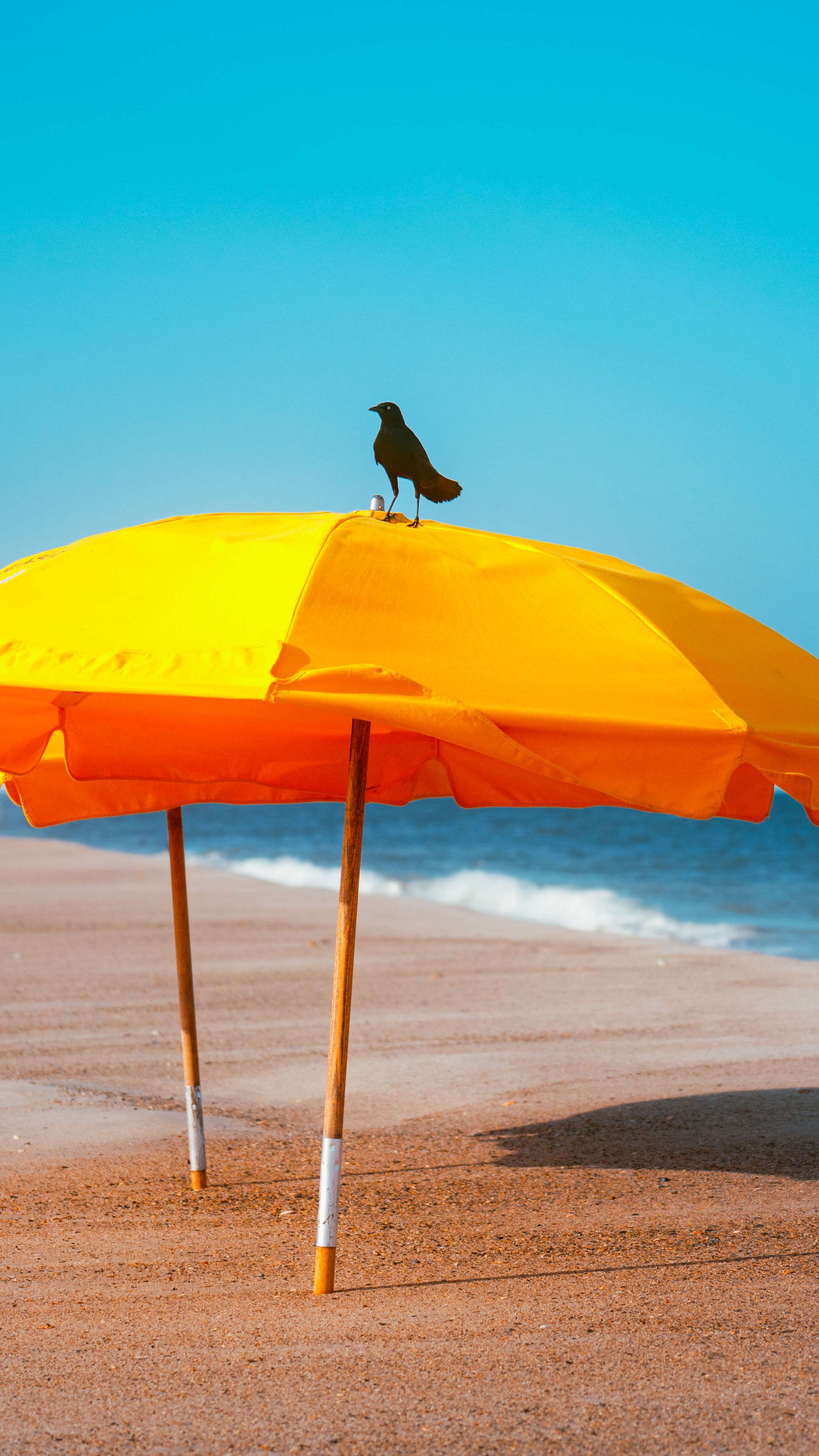 Download wallpaper 2160x3840 crow, umbrella, beach, sea, landscape ...