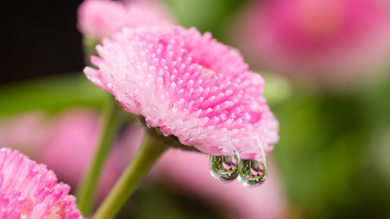 Download wallpaper 1366x768 daisy, flower, drops, macro, water tablet ...