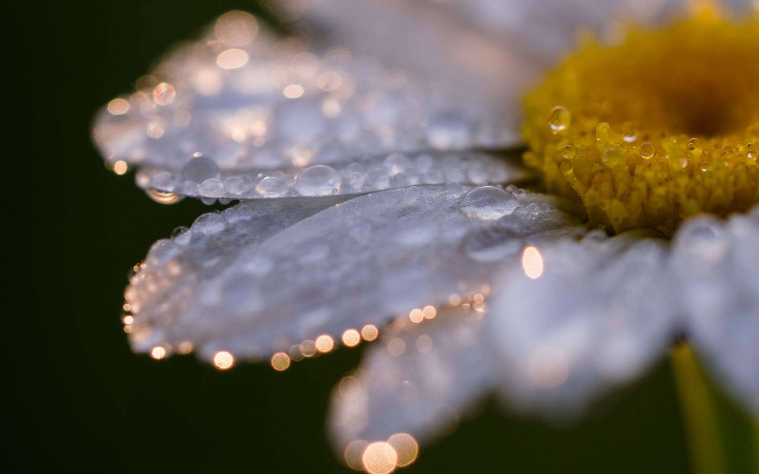 Download wallpaper 2560x1600 daisy, flower, drops, close-up widescreen ...
