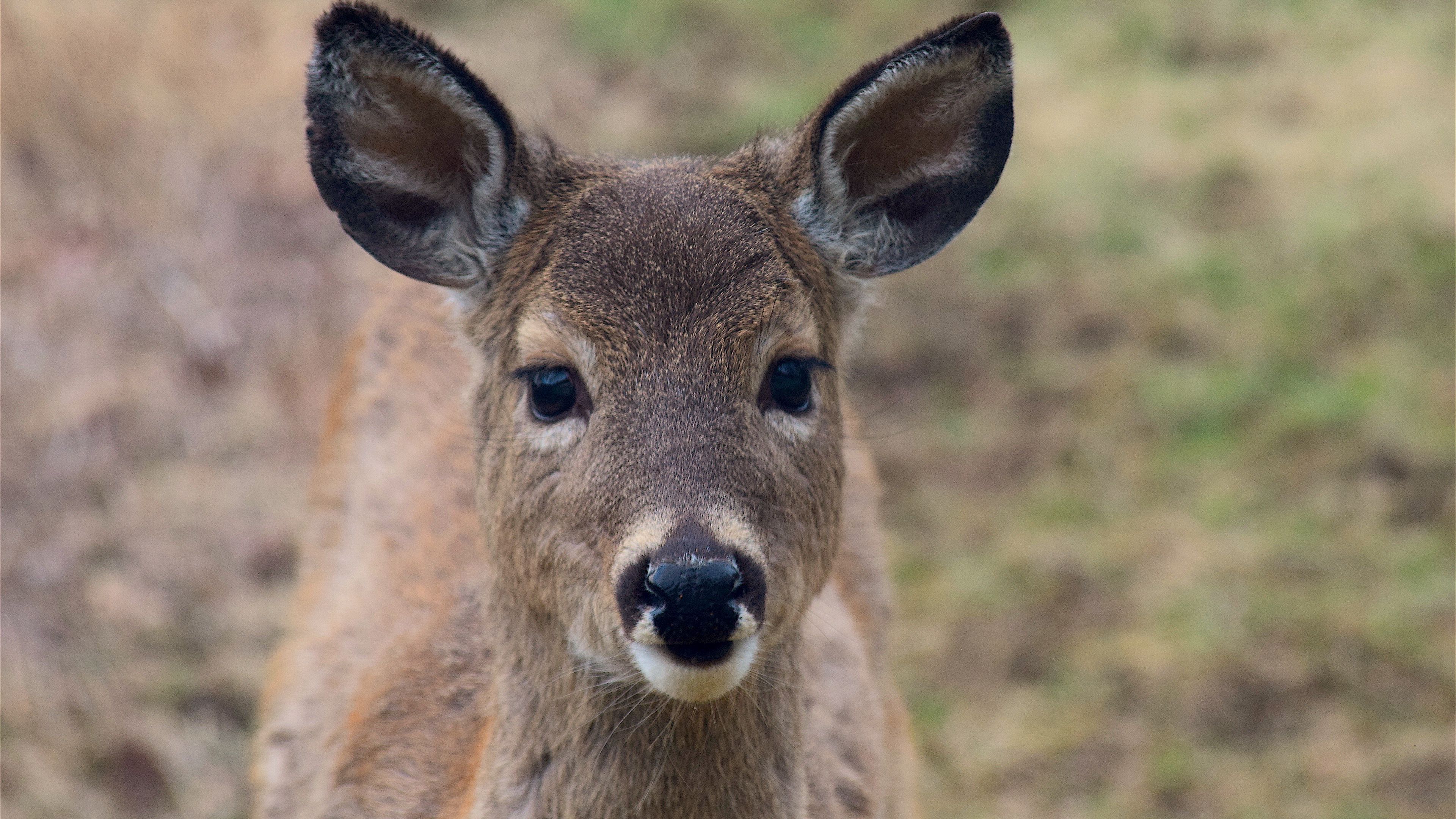 Download wallpaper 3840x2160 deer, muzzle, ears, look 4k uhd 16:9 hd ...