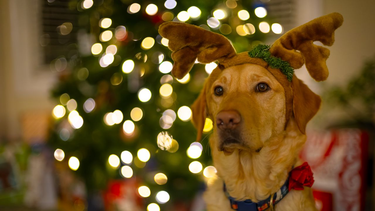 Wallpaper dog, cute, new year, christmas, santa claus, deer, pet ...