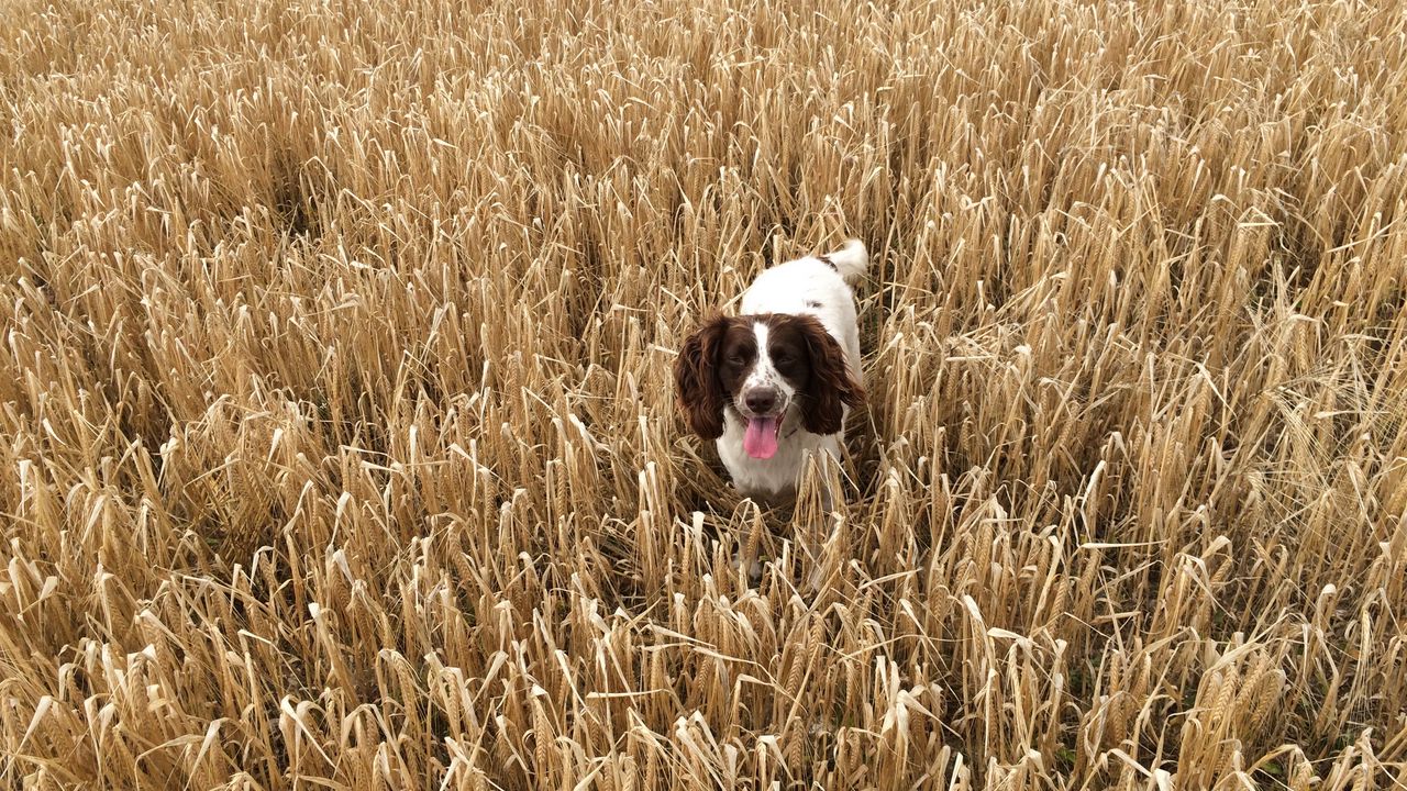 Wallpaper dog, field, grass, walk hd, picture, image