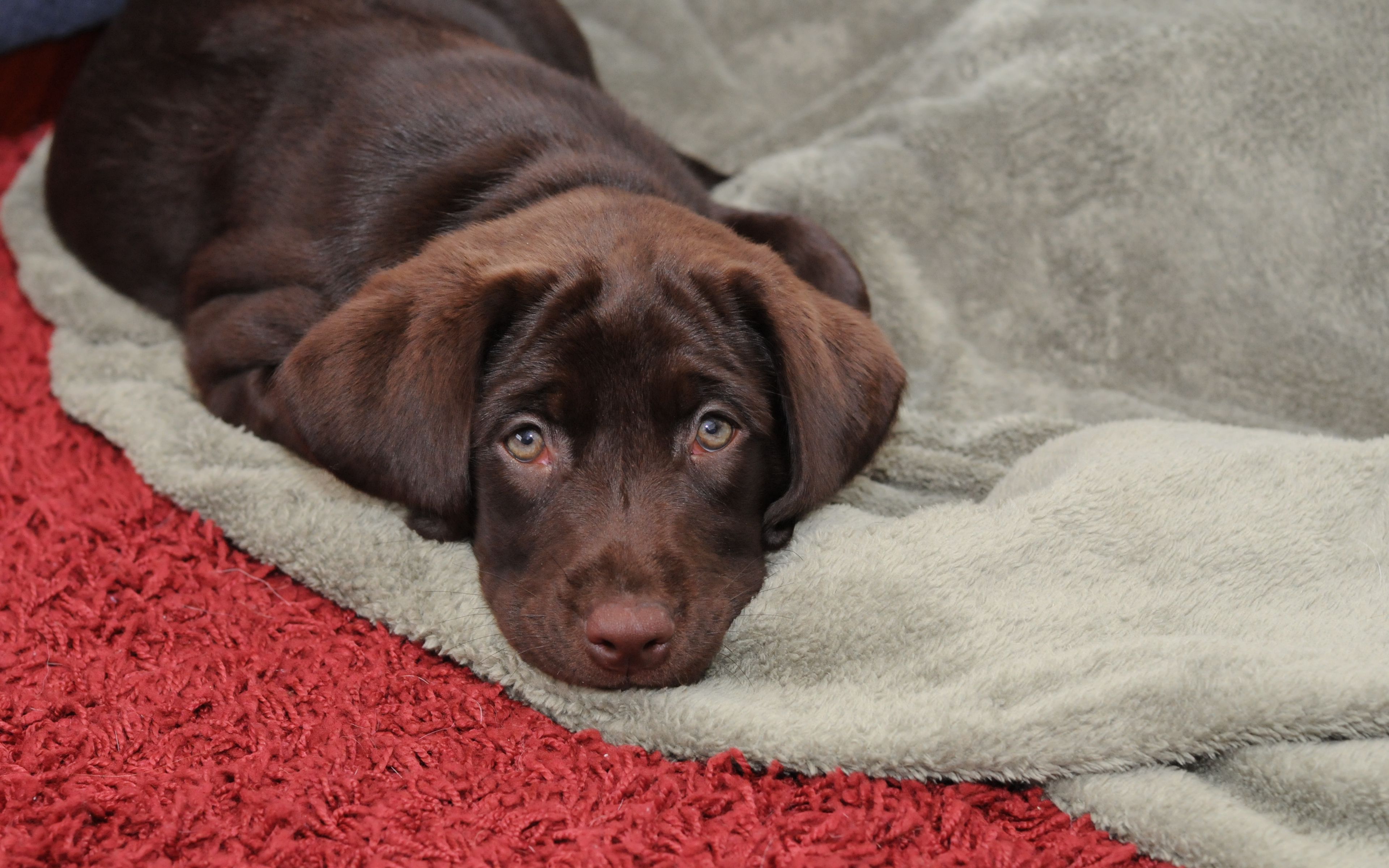 Download wallpaper 3840x2400 dog, pet, animal, glance, cute 4k ultra hd ...