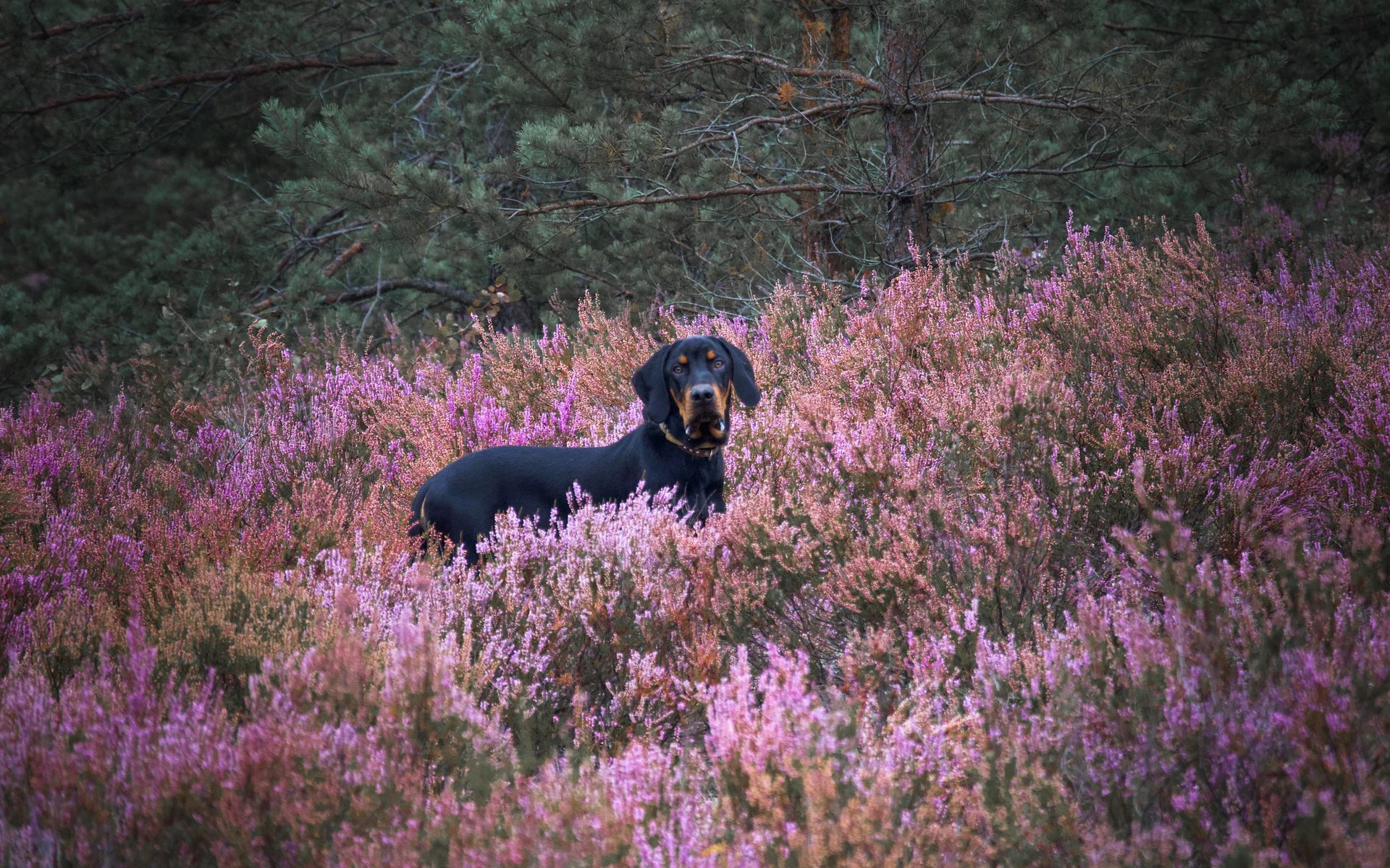 Download wallpaper 1920x1200 dog, pet, field, flowers widescreen 16:10 ...
