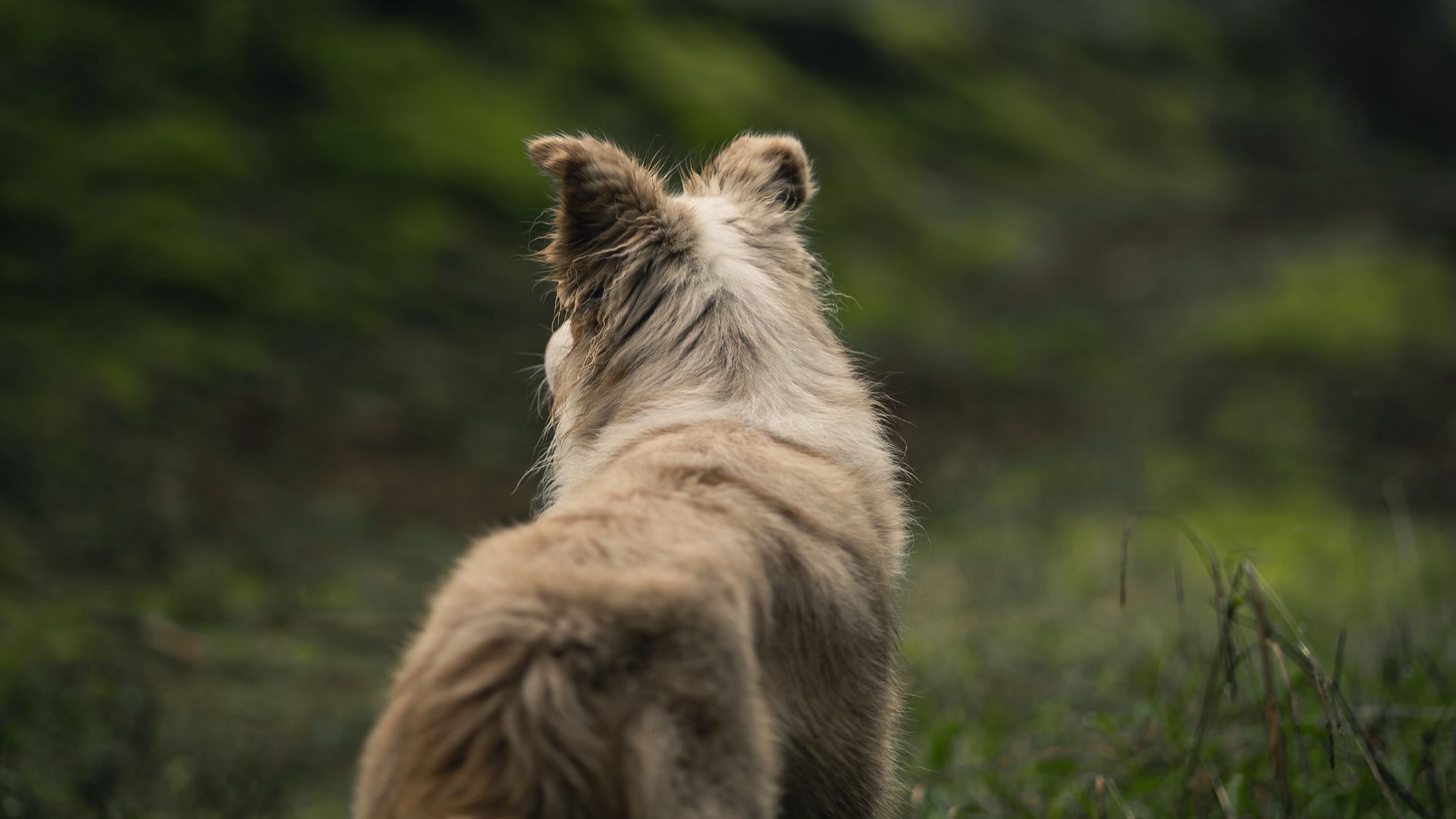 Download wallpaper 1920x1080 dog, pet, fluffy, forest full hd, hdtv ...
