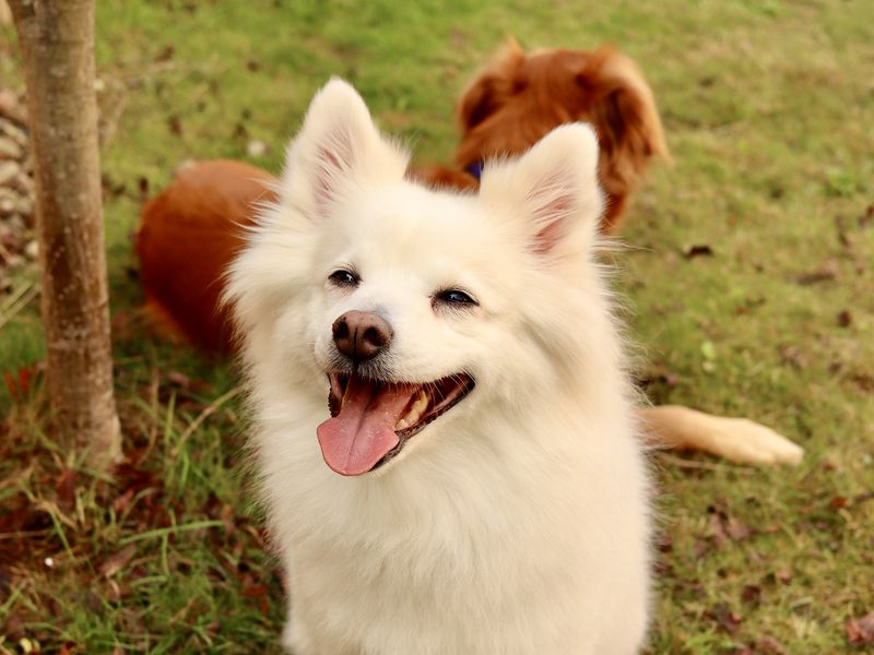 Download wallpaper 800x600 dog, pet, furry, white pocket pc, pda hd ...