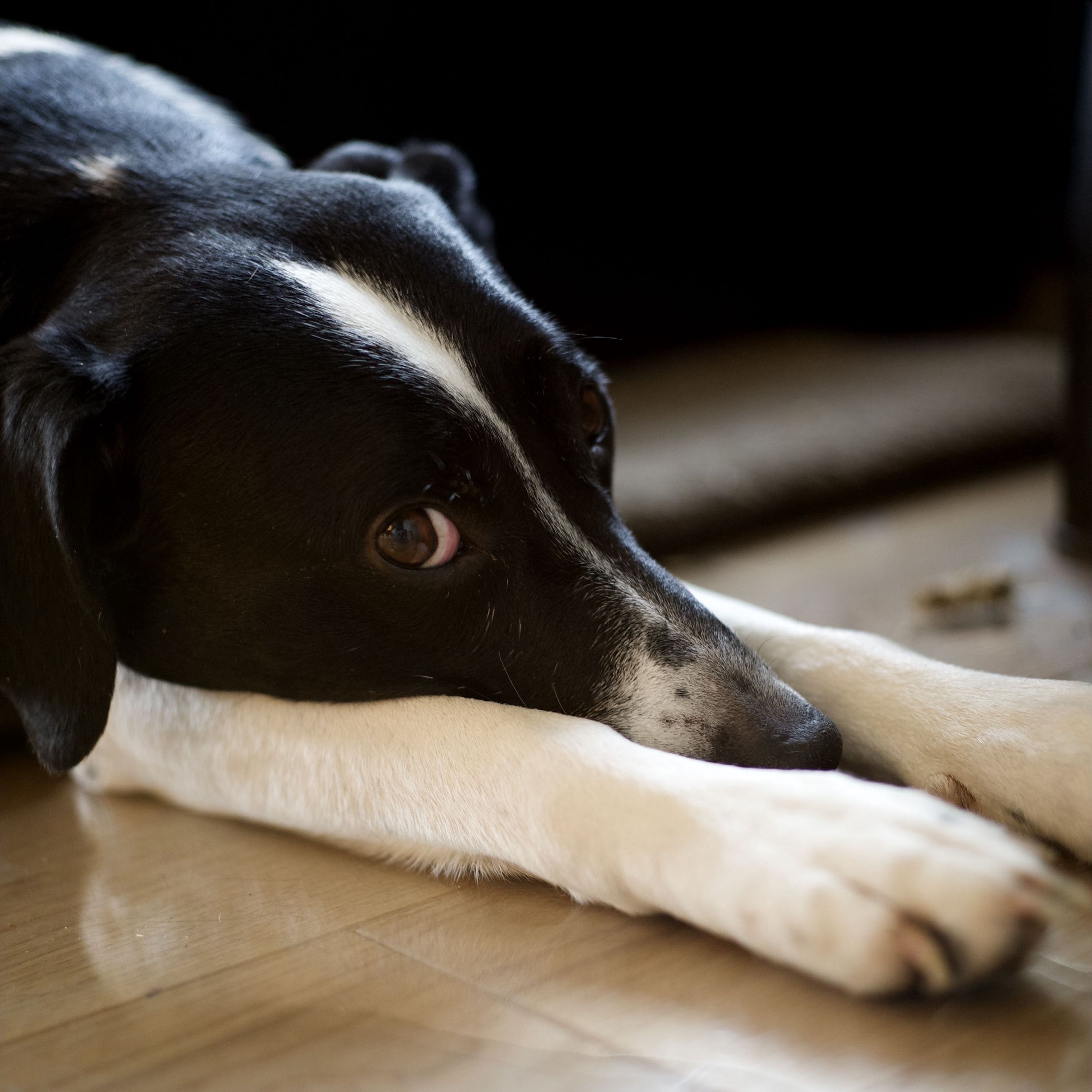 Download wallpaper 2780x2780 dog, pet, glance, pose ipad air, ipad air ...