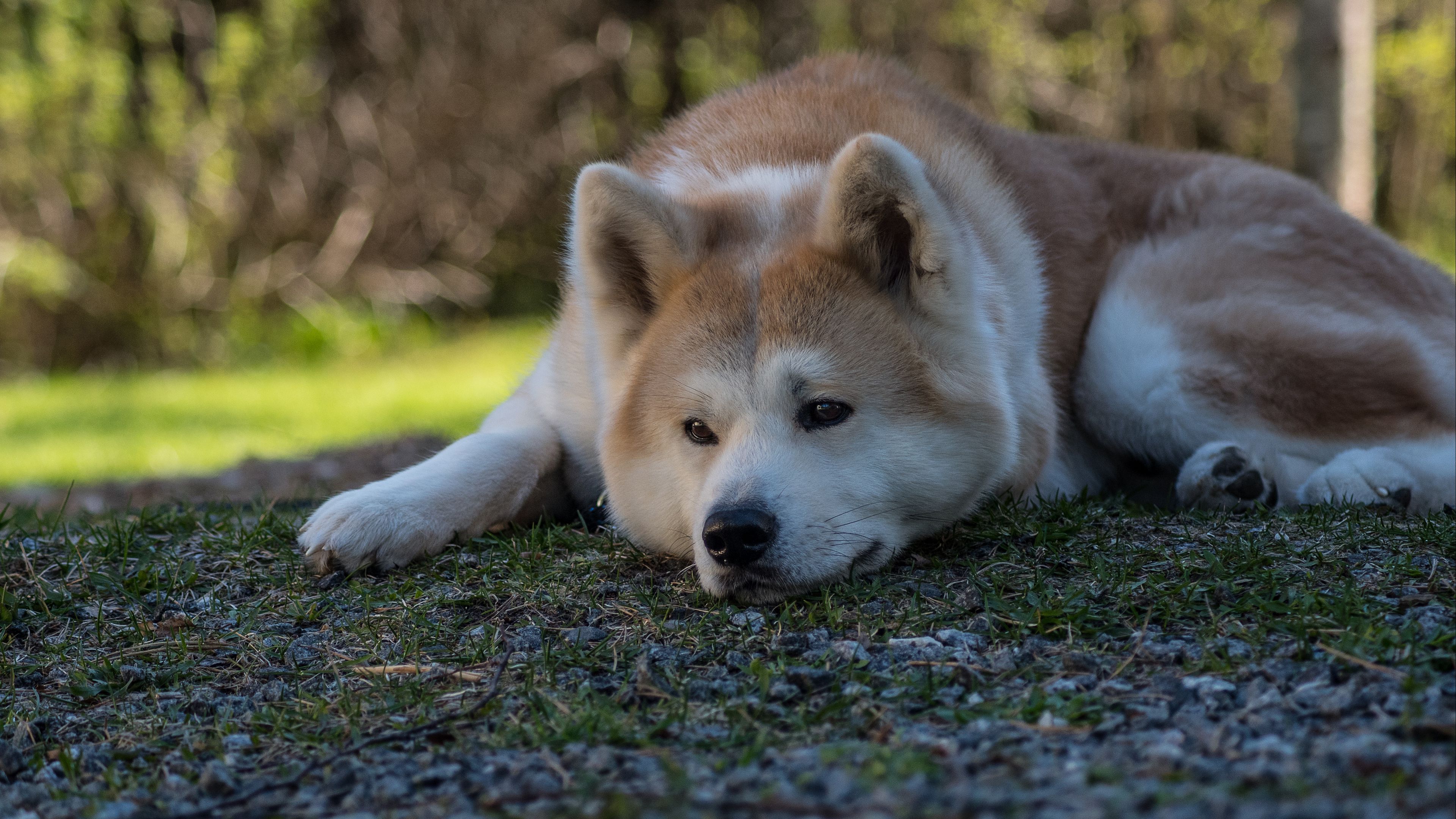 Download wallpaper 3840x2160 shiba inu, dog, pet, glance, sad 4k uhd 16 ...