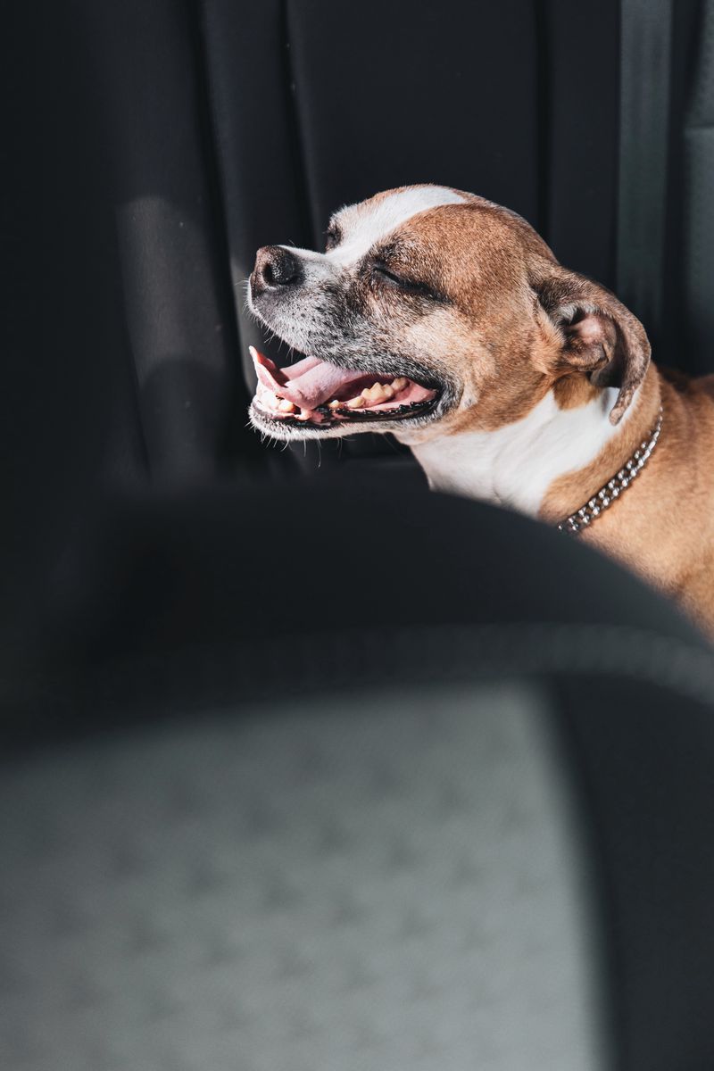 Download wallpaper 800x1200 dog, pet, protruding tongue, funny iphone ...