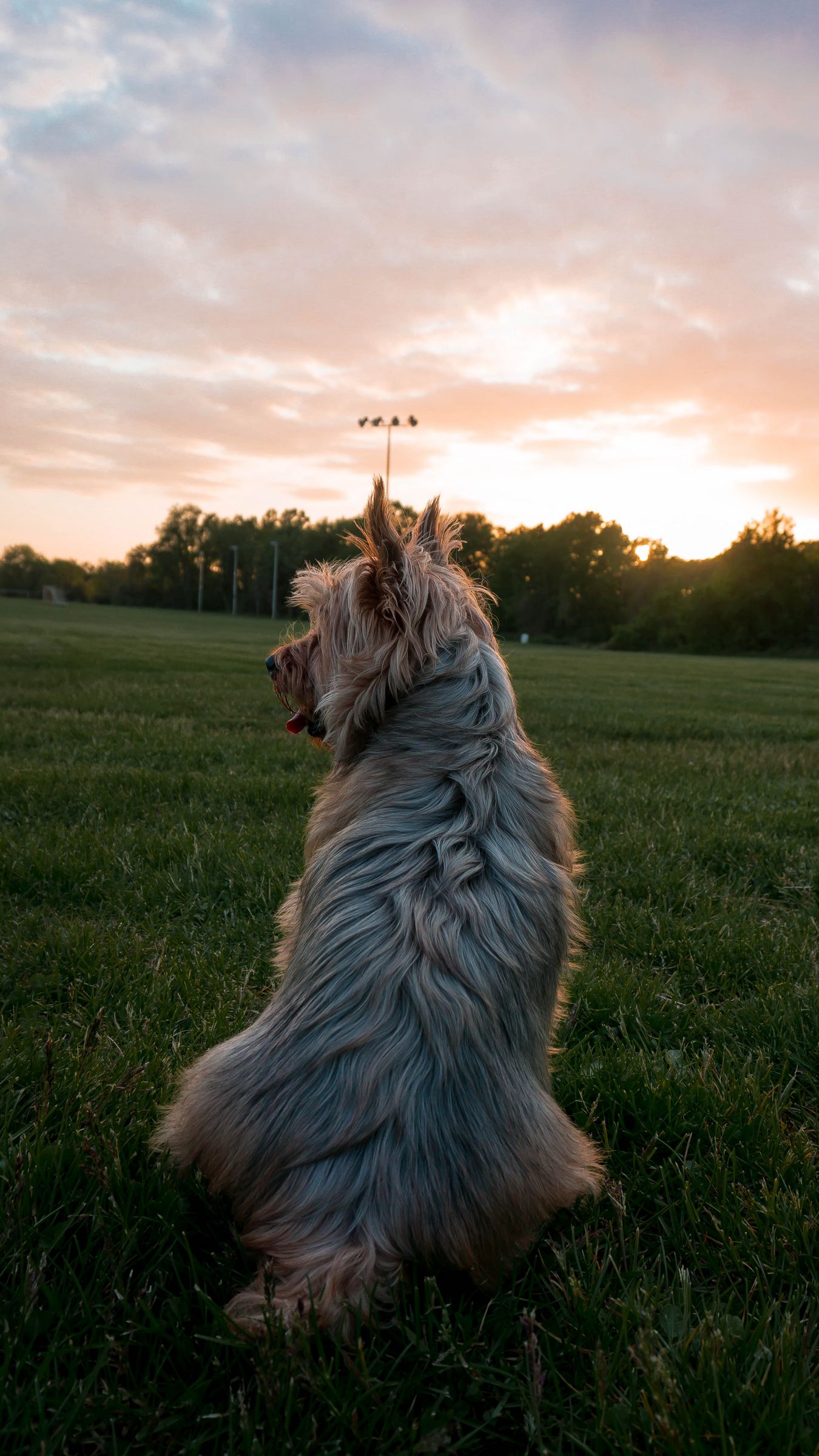 Download wallpaper 1350x2400 dog, pet, protruding tongue, dusk iphone 8 ...