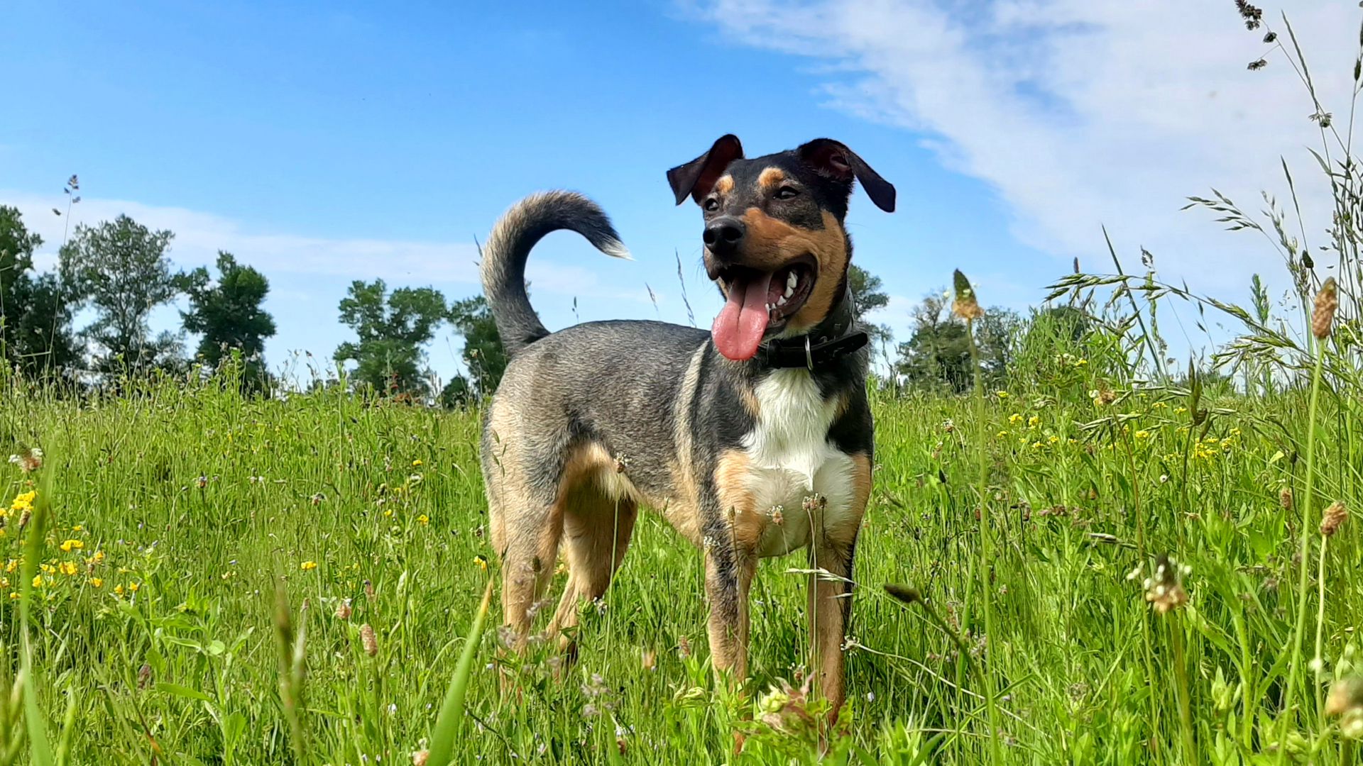 Download wallpaper 1920x1080 dog, pet, protruding tongue, field, grass ...